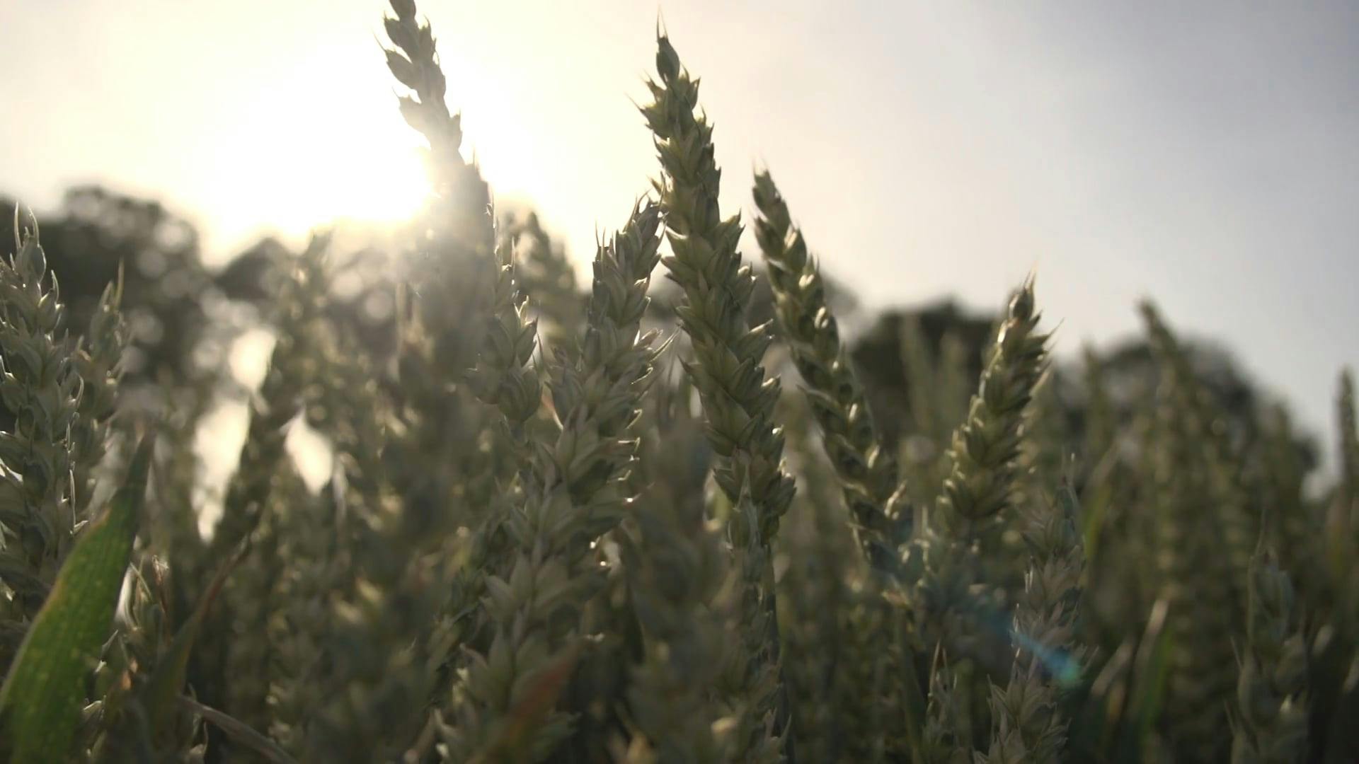 Plants Videos, Download The BEST Free 4k Stock Video Footage & Plants ...