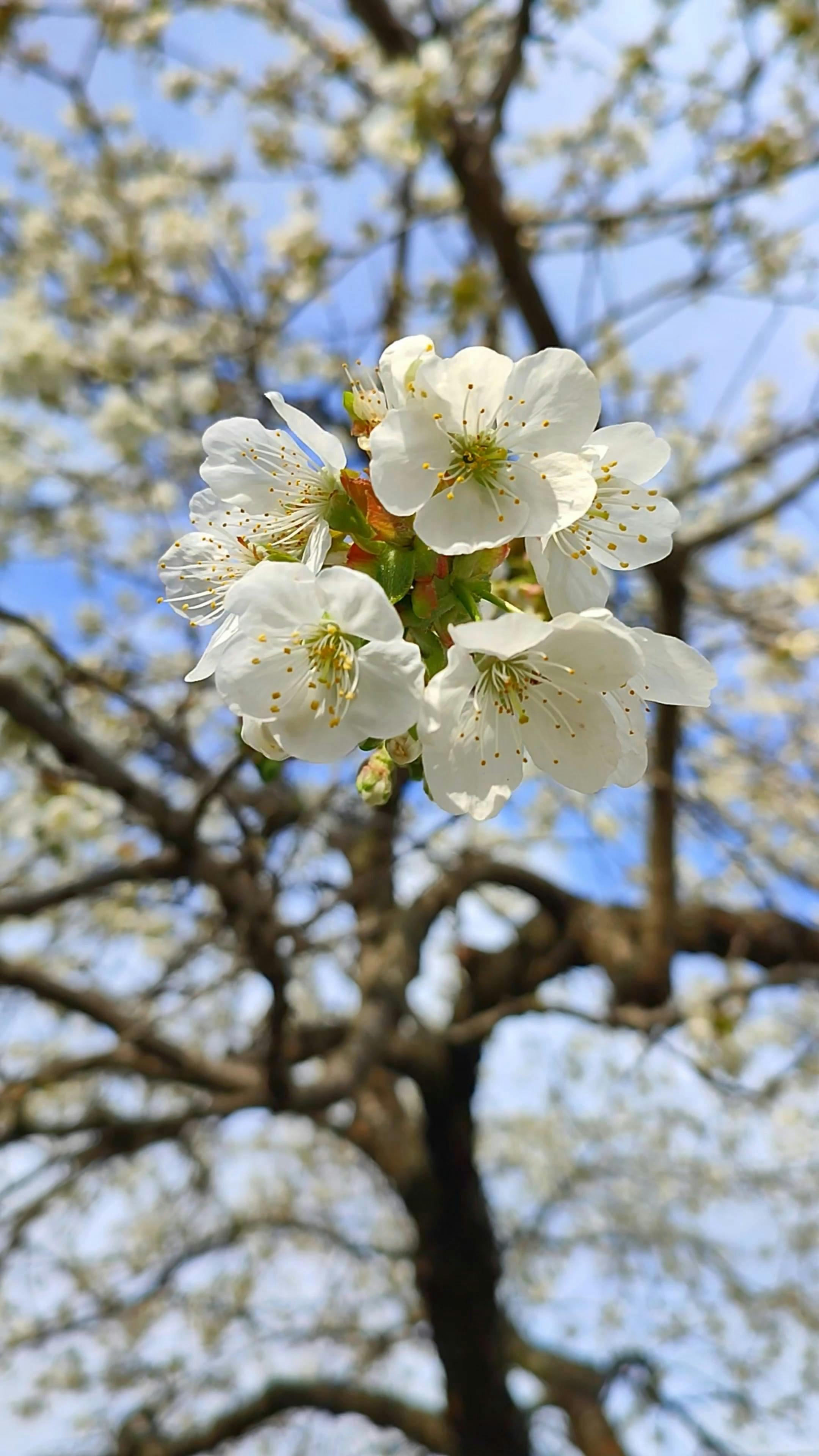 A cherry tree with white flowers against a blue sky Free Stock Video ...