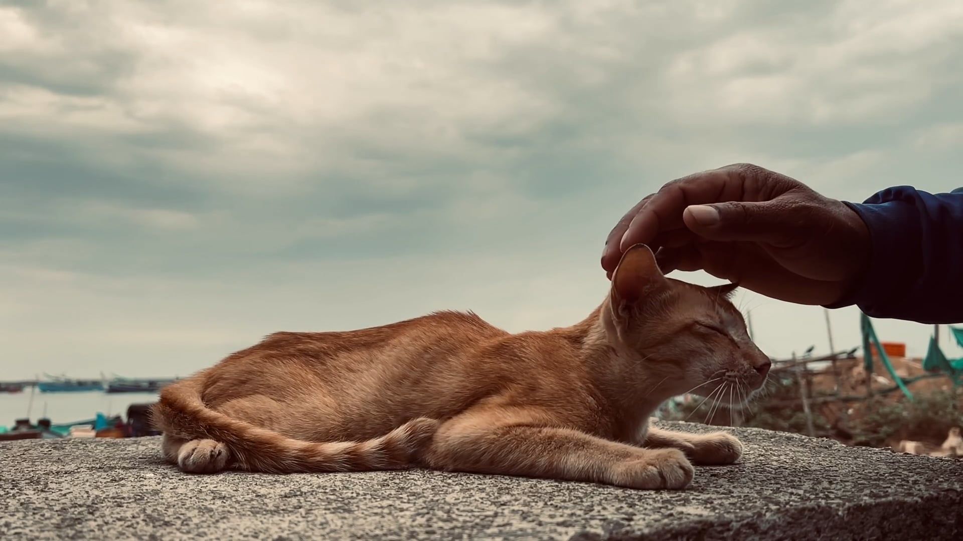 A person petting a cat on the ground Free Stock Video Footage, Royalty ...