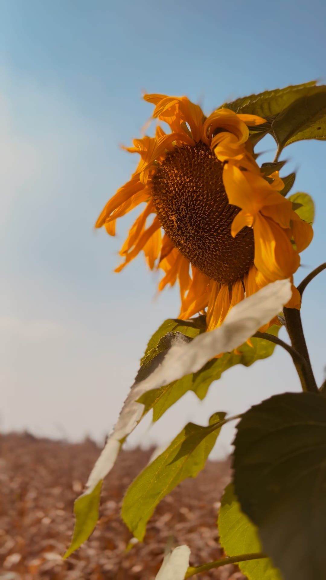 Low Angle View of a Sunflower Free Stock Video Footage, Royalty-Free 4K ...