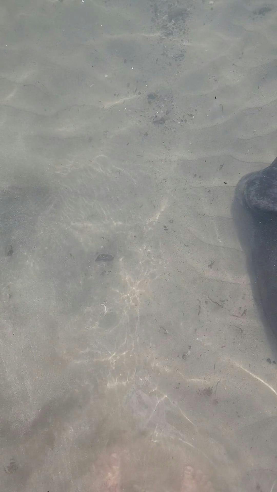 Top View of a Stingray Swimming in Shallow Waters Free Stock Video ...