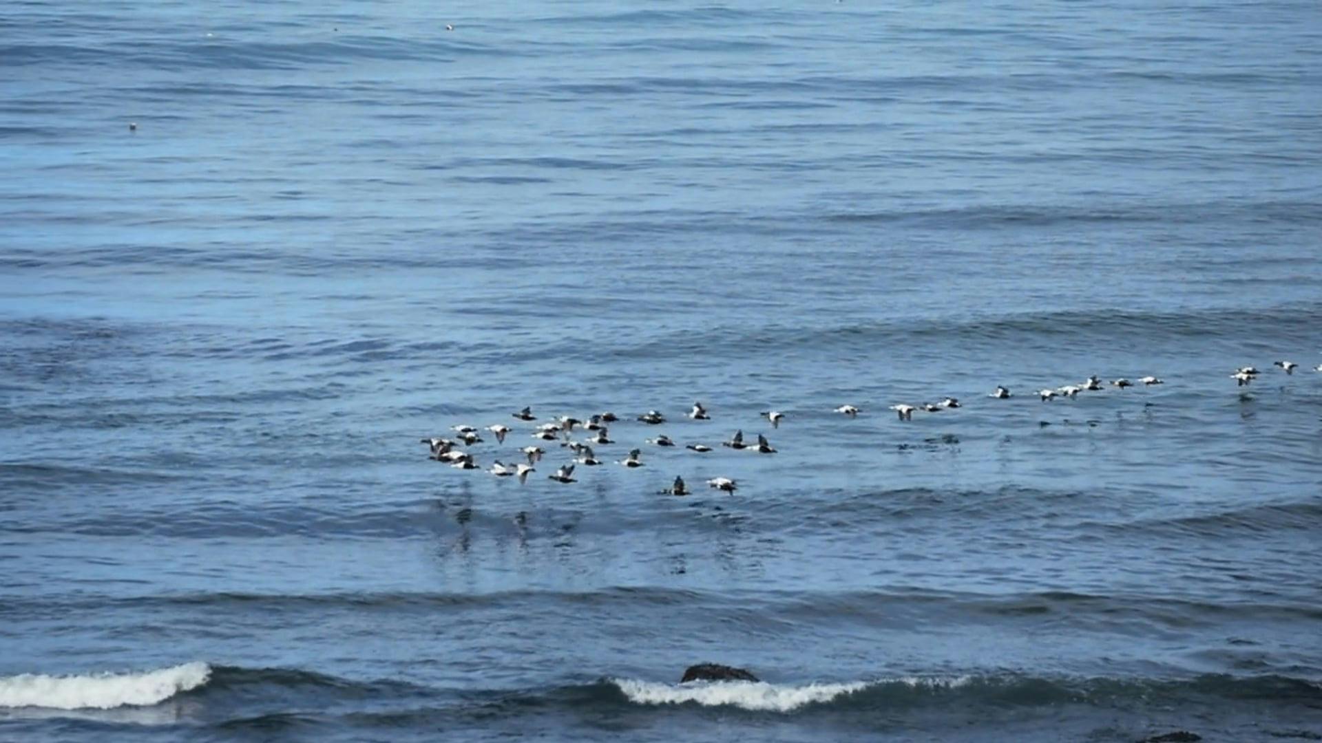 Arctic Beach Videos, Download The BEST Free 4k Stock Video Footage ...