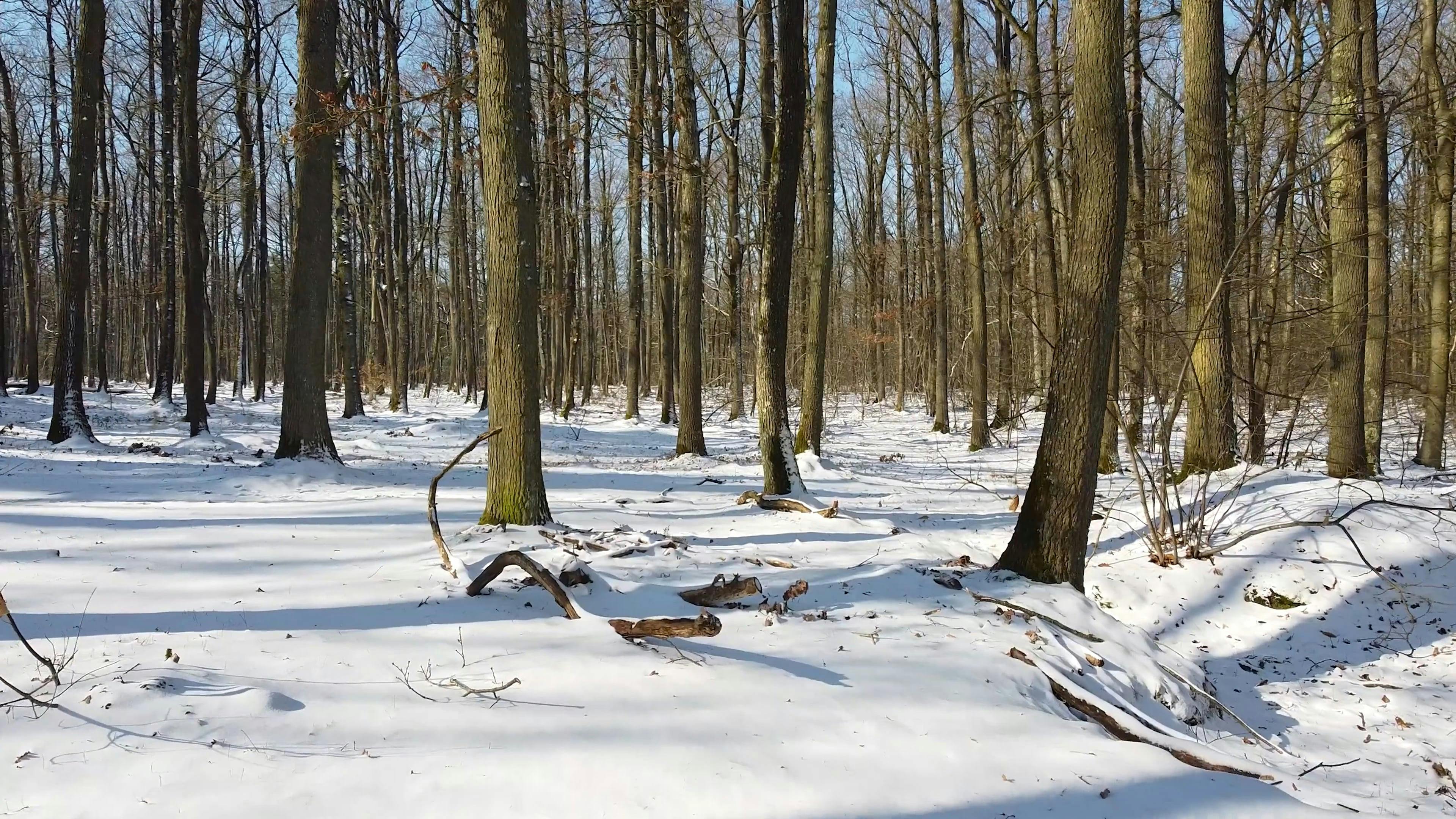 Serene Winter Walk in a Snowy Forest Free Stock Video Footage, Royalty ...