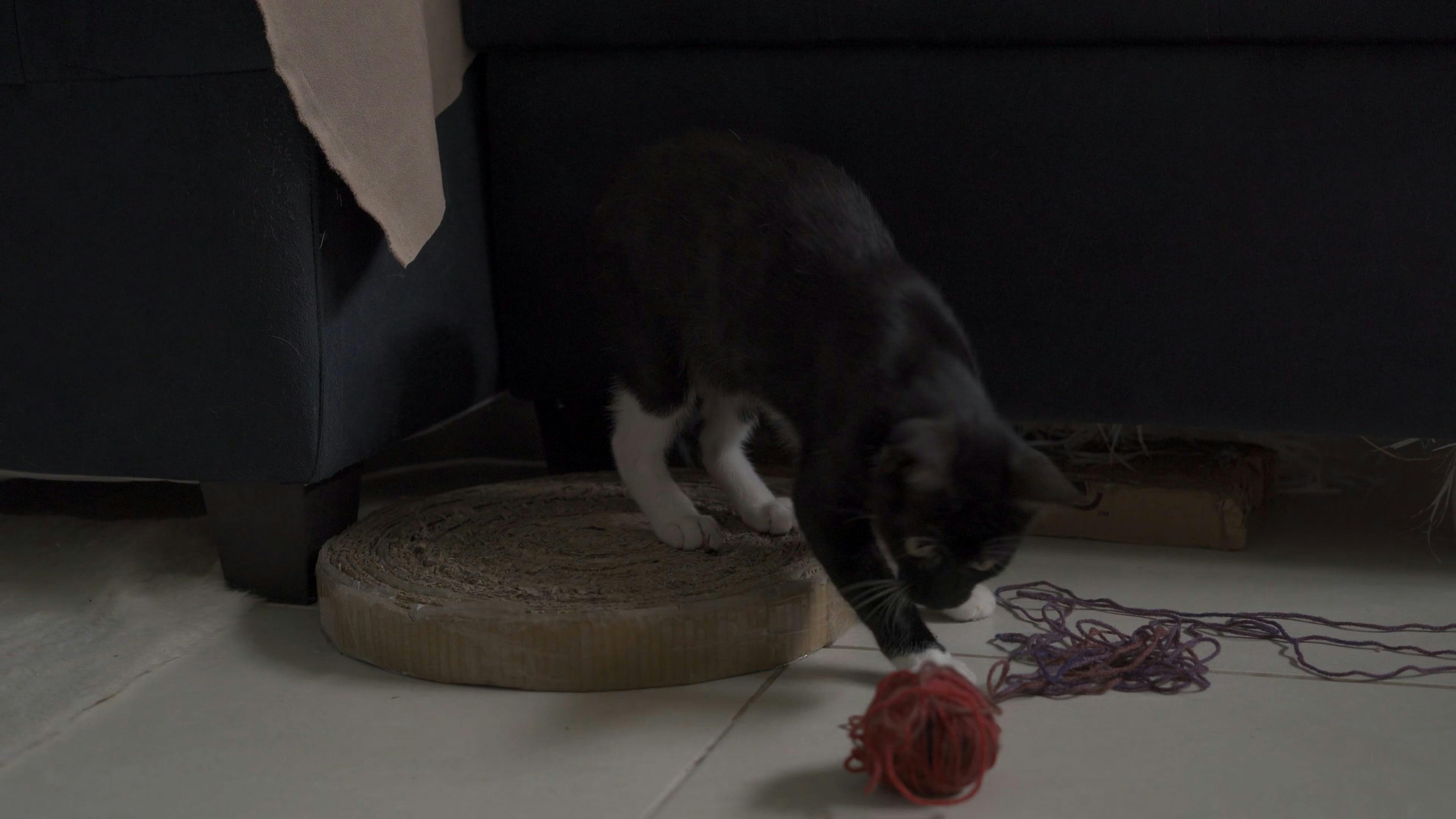 Cat Ball Of String Videos, Download The BEST Free 4k Stock Video ...