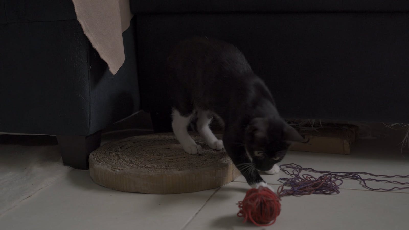 Cat Playing With Ball Videos, Download The BEST Free 4k Stock Video ...