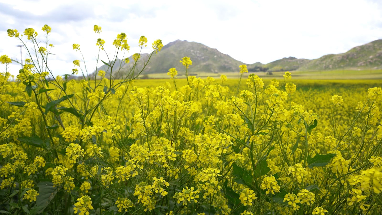 Flowers Video Videos, Download The BEST Free 4k Stock Video Footage ...