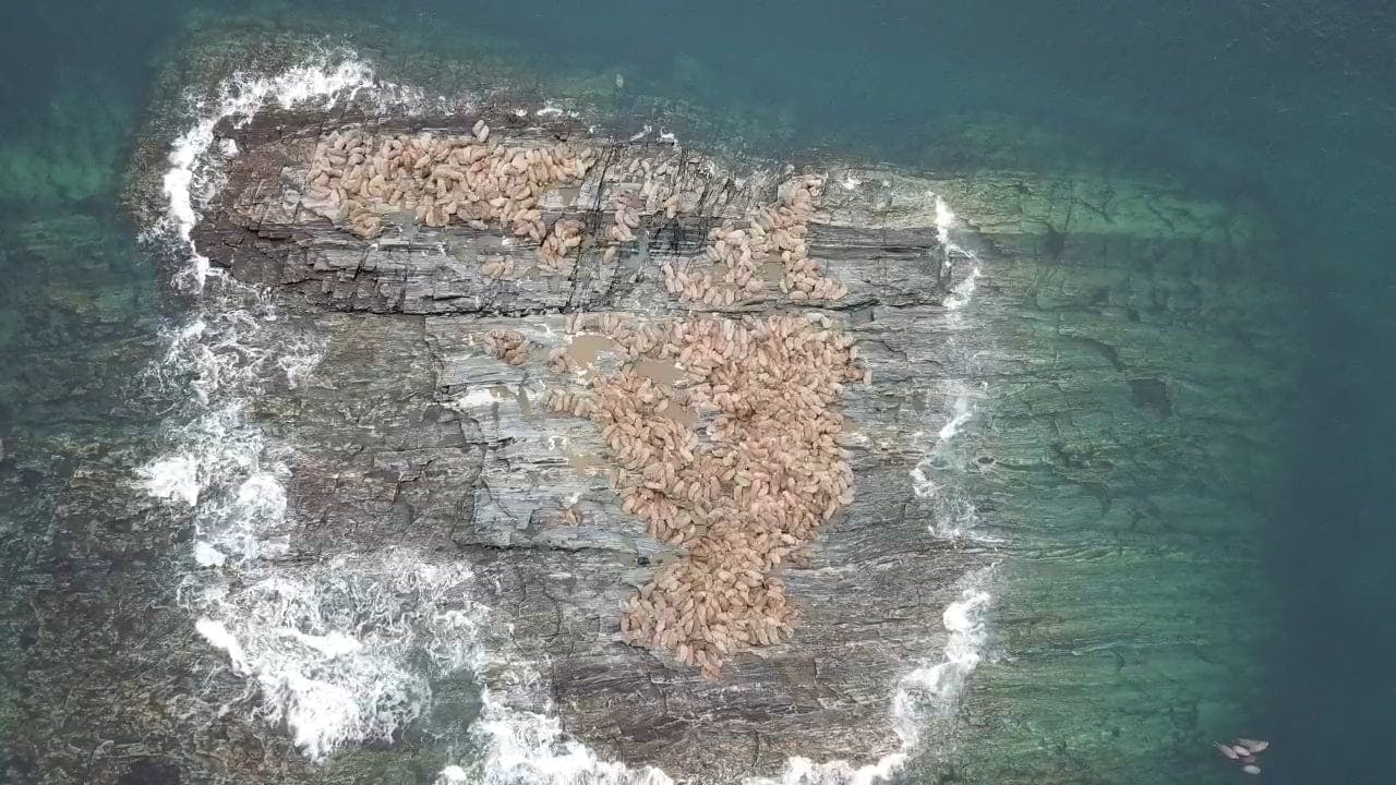 Walrus Videos, Download The BEST Free 4k Stock Video Footage & Walrus ...