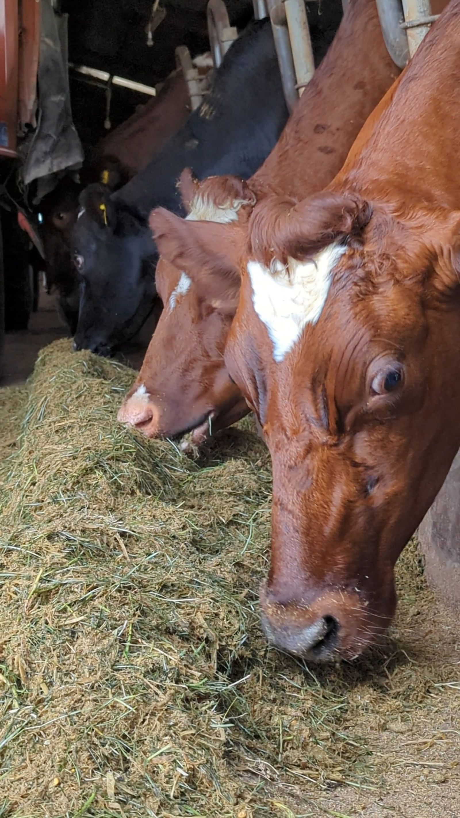 Cows In Barn Videos, Download The BEST Free 4k Stock Video Footage ...