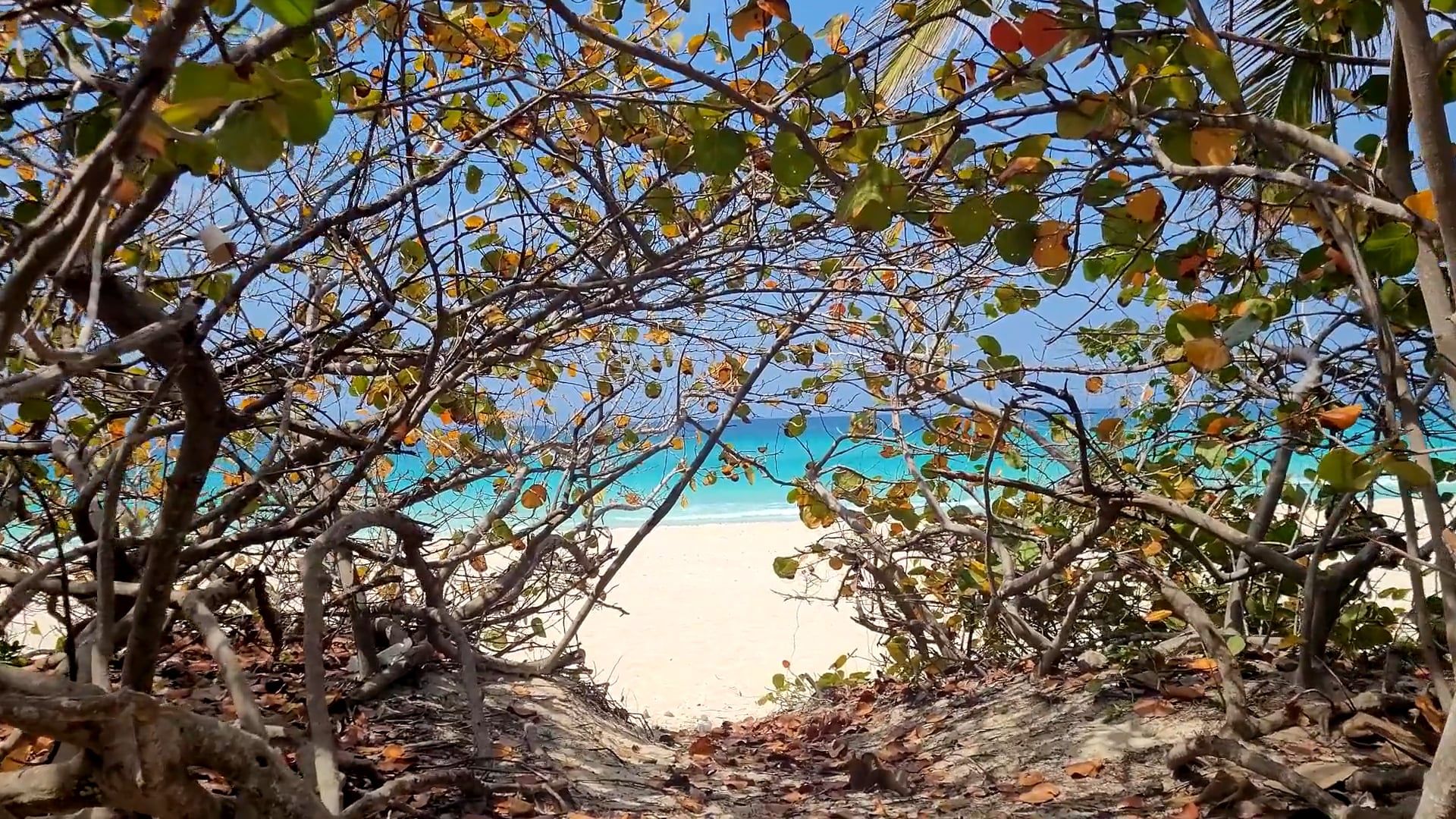 Sub Tropical Videos, Download The BEST Free 4k Stock Video Footage ...