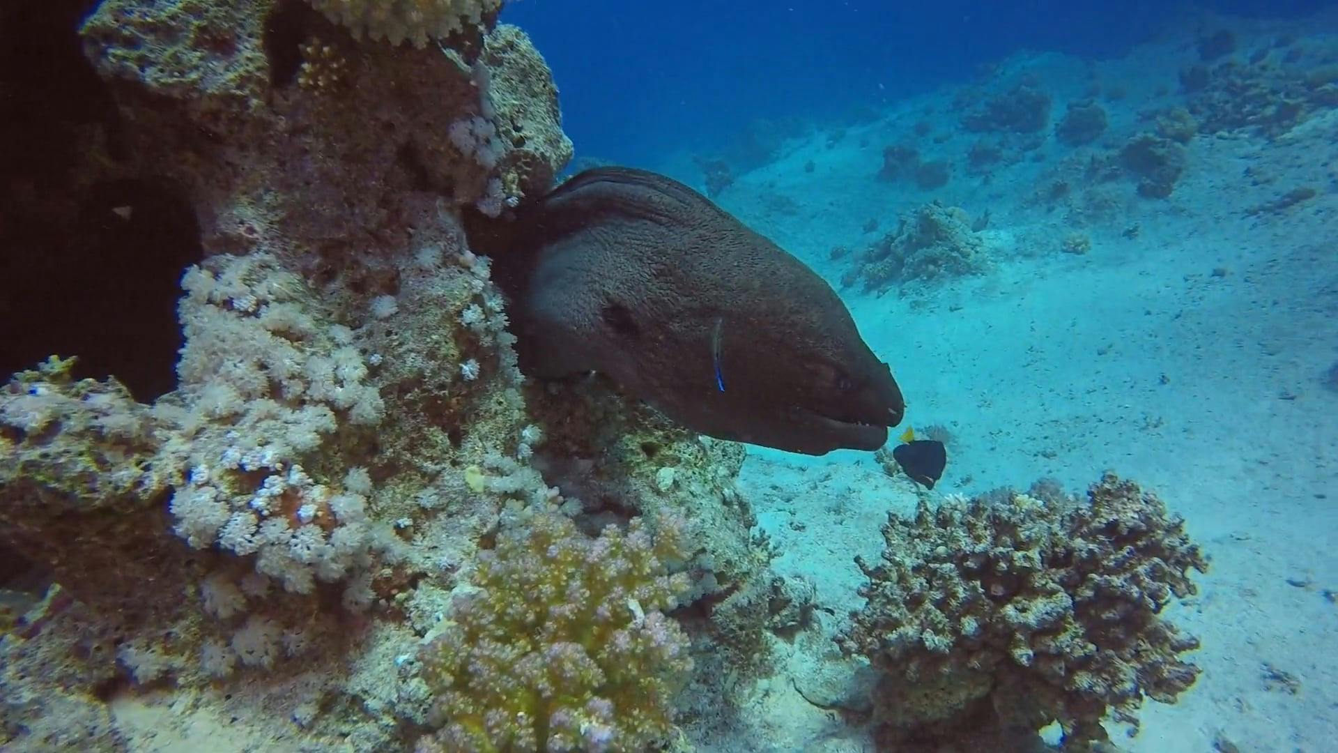 Underwater Sea Creature · Free Stock Video