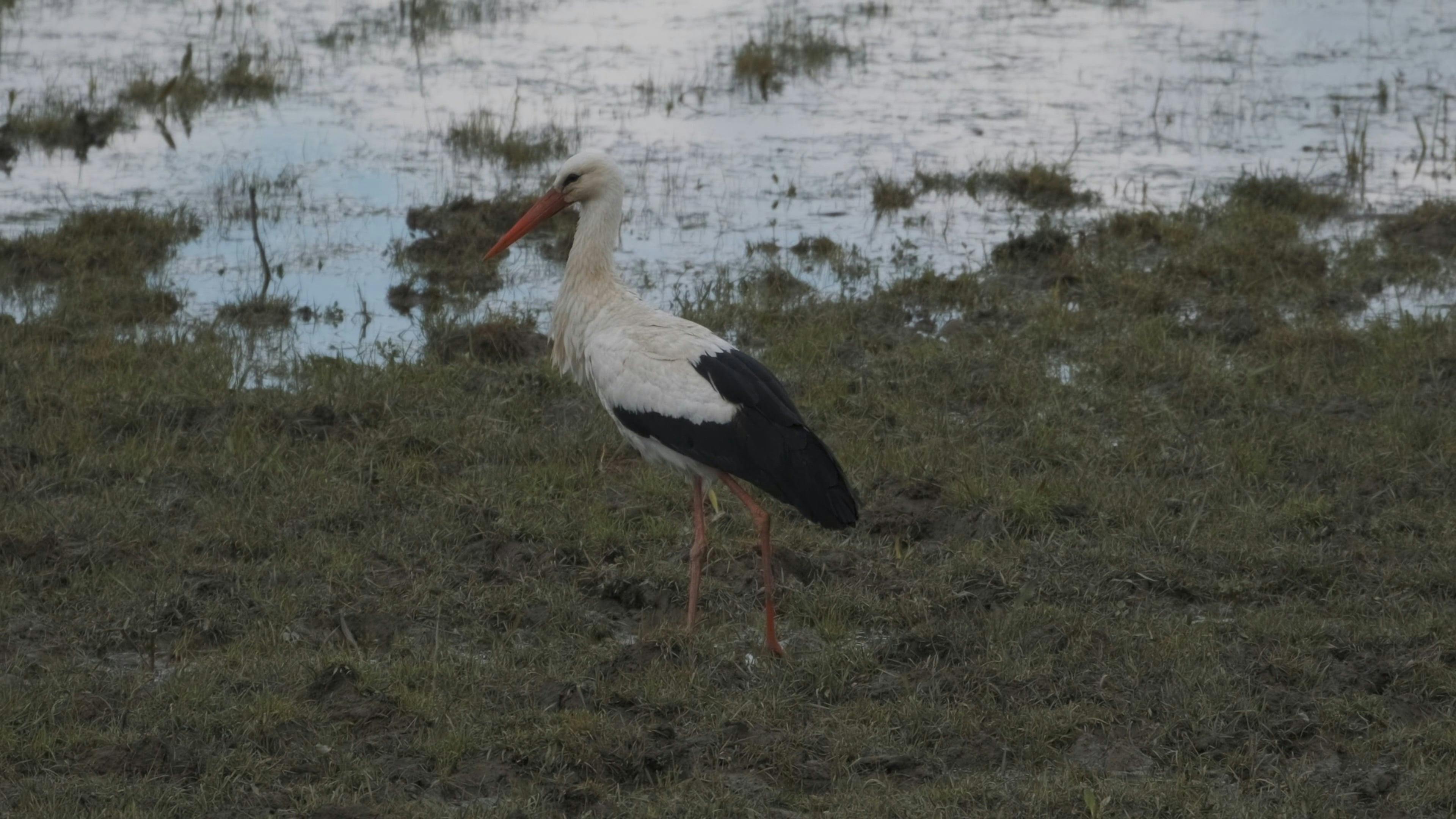 Vídeos de stock gratuitos sobre agua, al aire libre, animal, ave ...