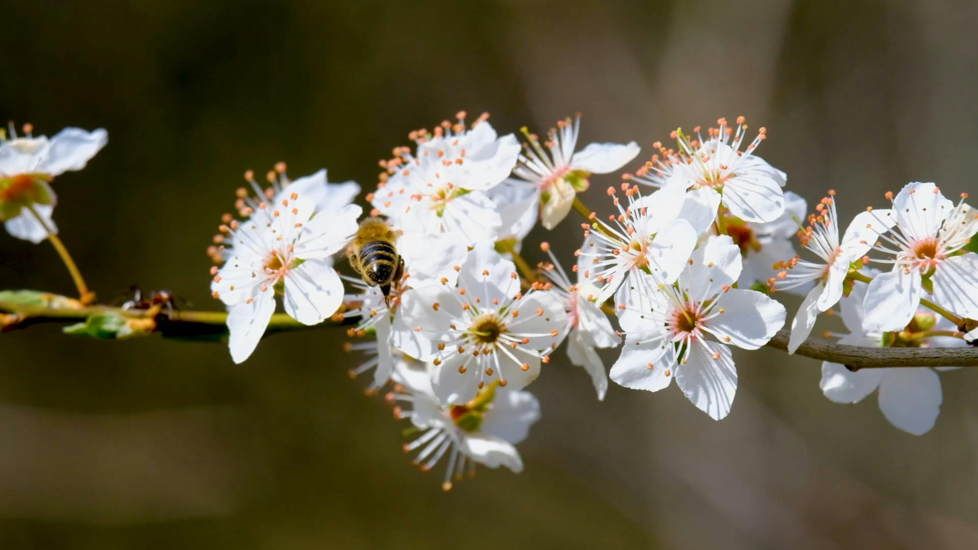 Buku Bee Twig Videos, Download The BEST Free 4k Stock Video Footage ...