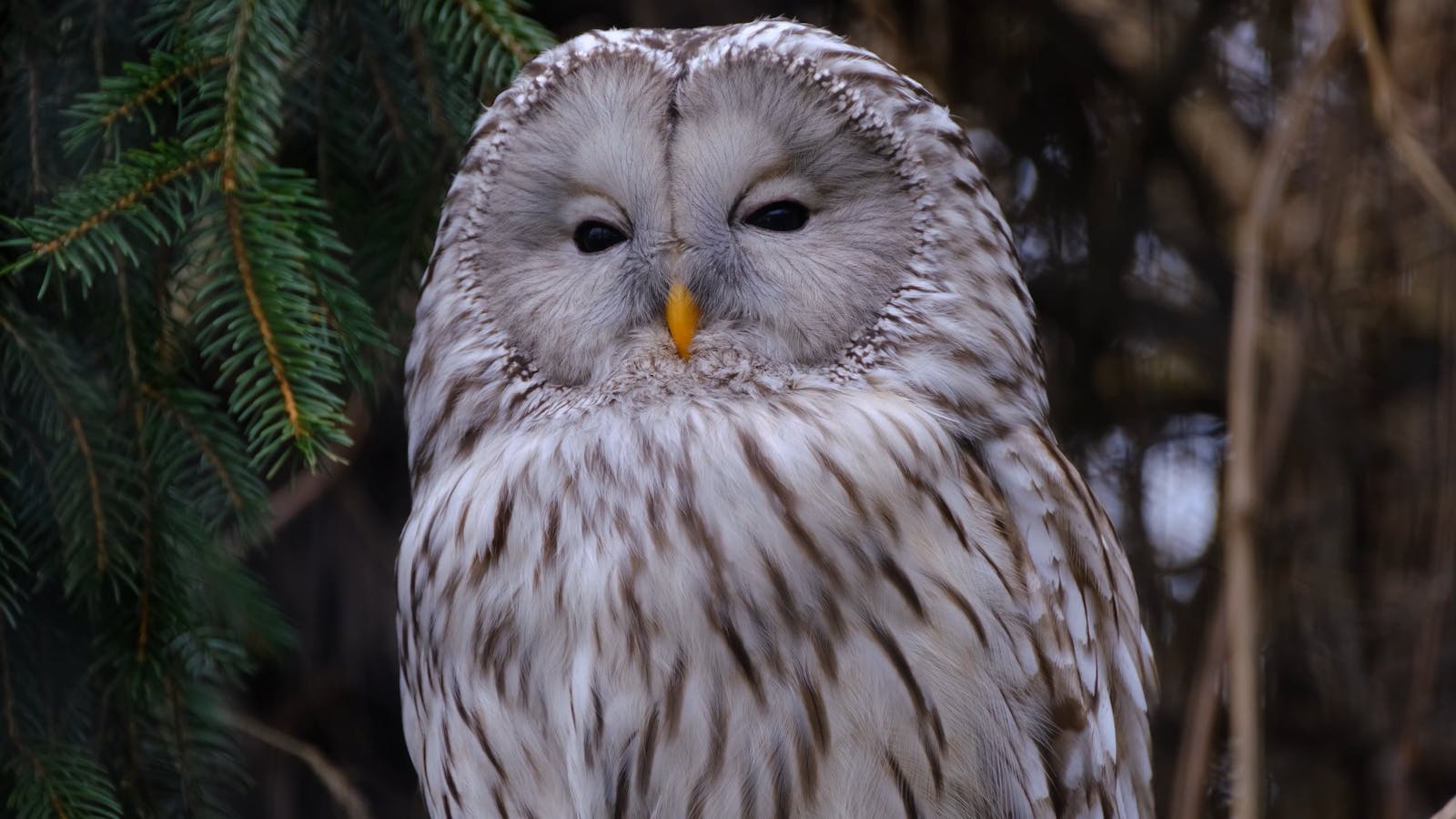 Owl Videos, Download The BEST Free 4k Stock Video Footage & Owl HD ...