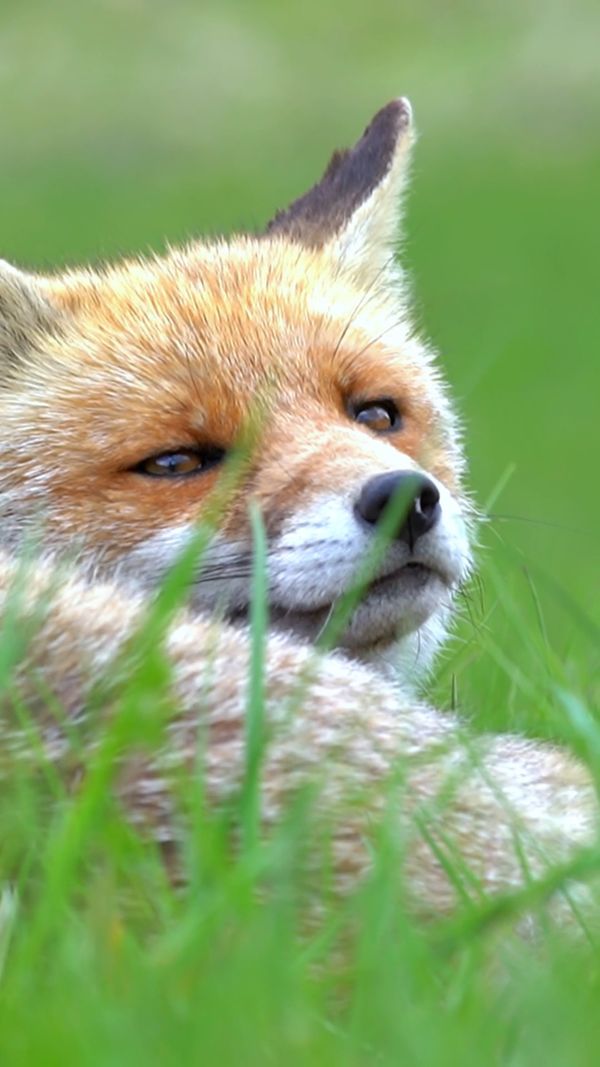 Red Fox Videos, Download The BEST Free 4k Stock Video Footage & Red Fox ...