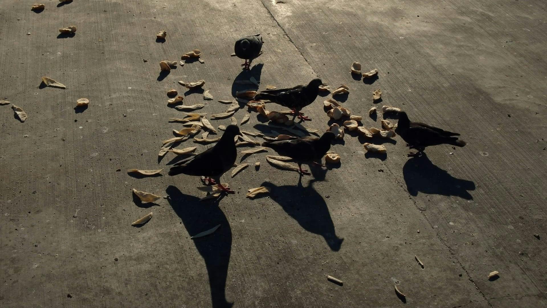 Scene Hd Video Videos, Download The BEST Free 4k Stock Video Footage ...