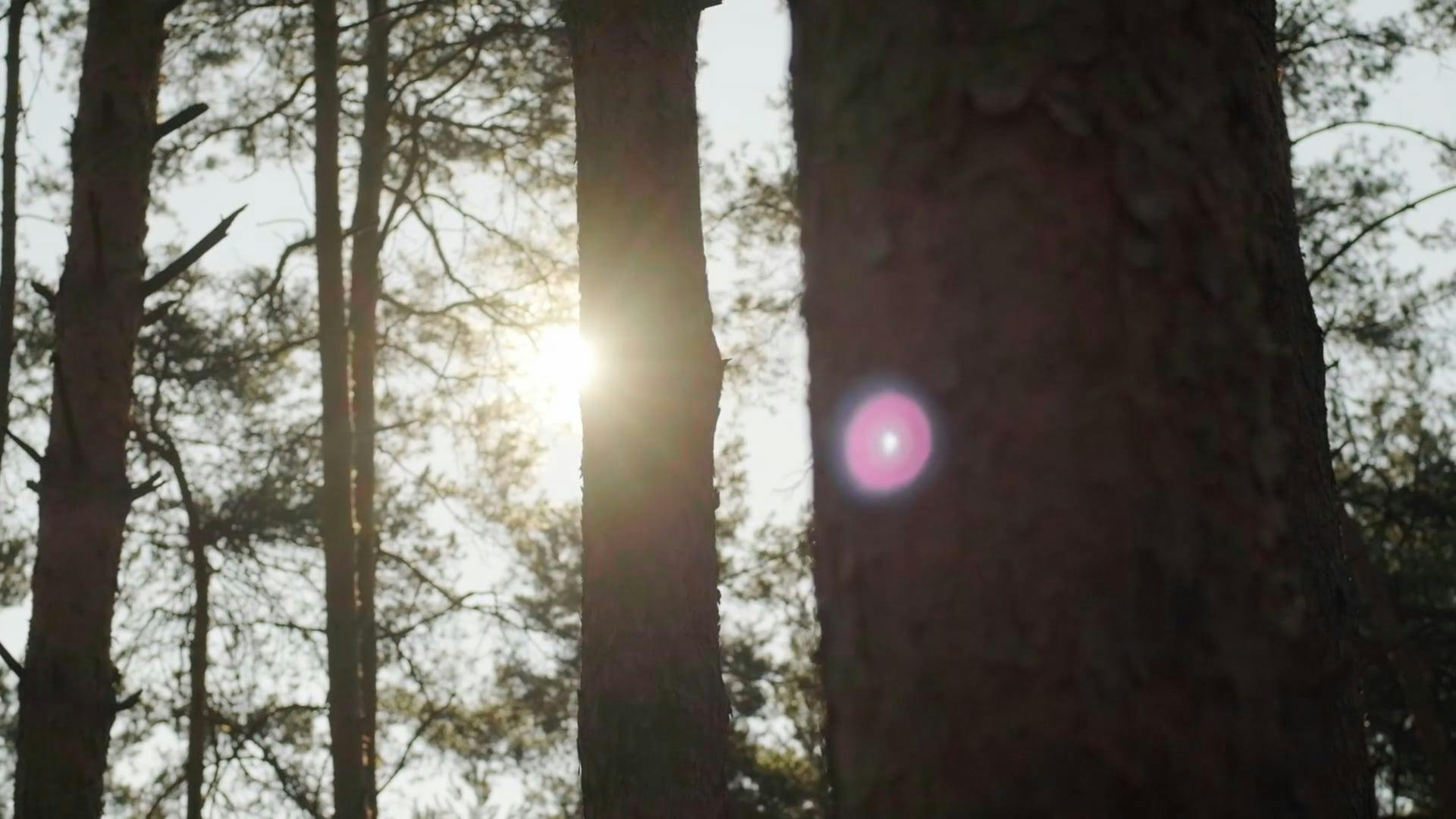 sunrise in forest Free Stock Video Footage, Royalty-Free 4K & HD Video Clip