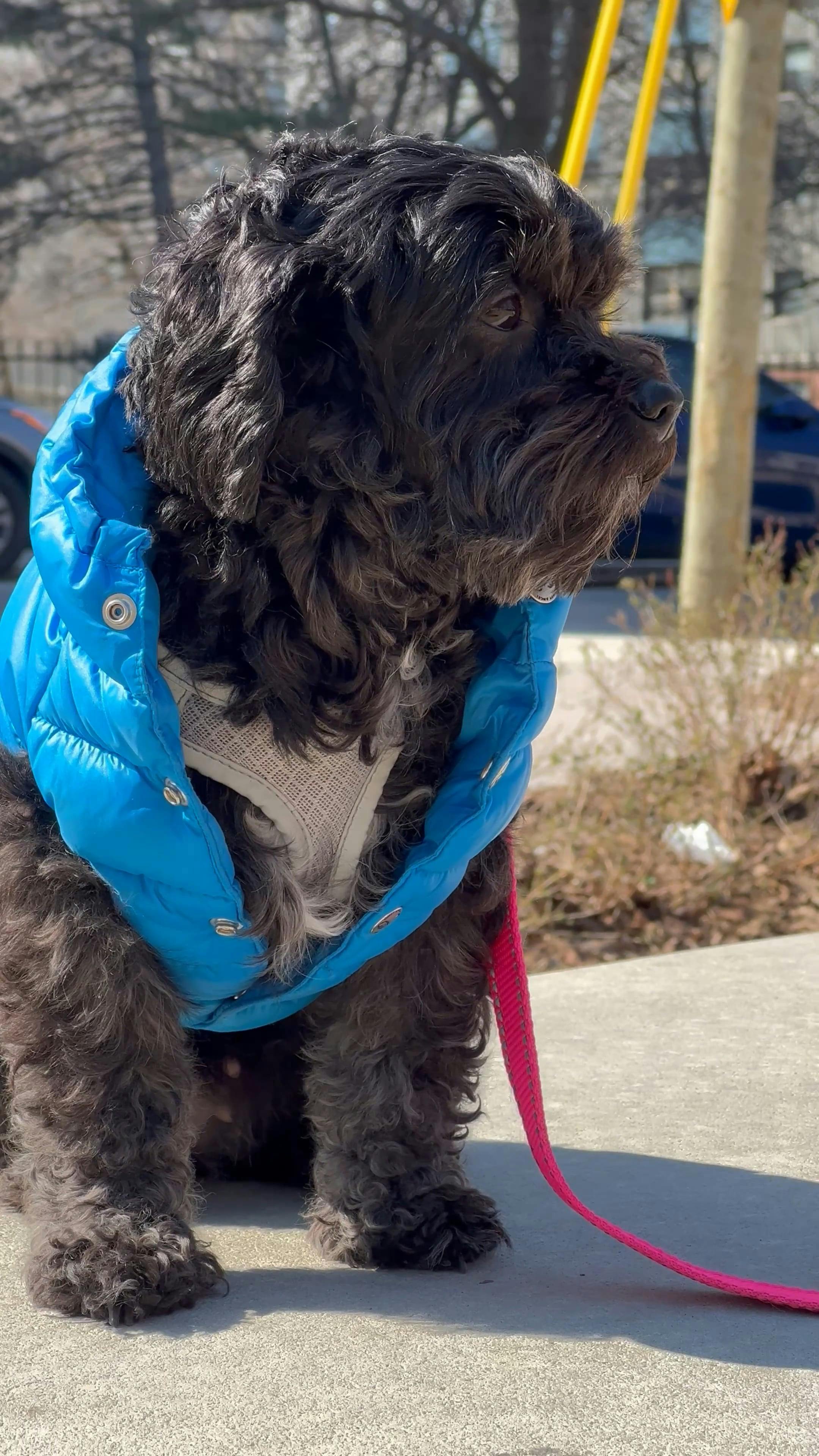 Puppy Outside Videos, Download The BEST Free 4k Stock Video Footage ...