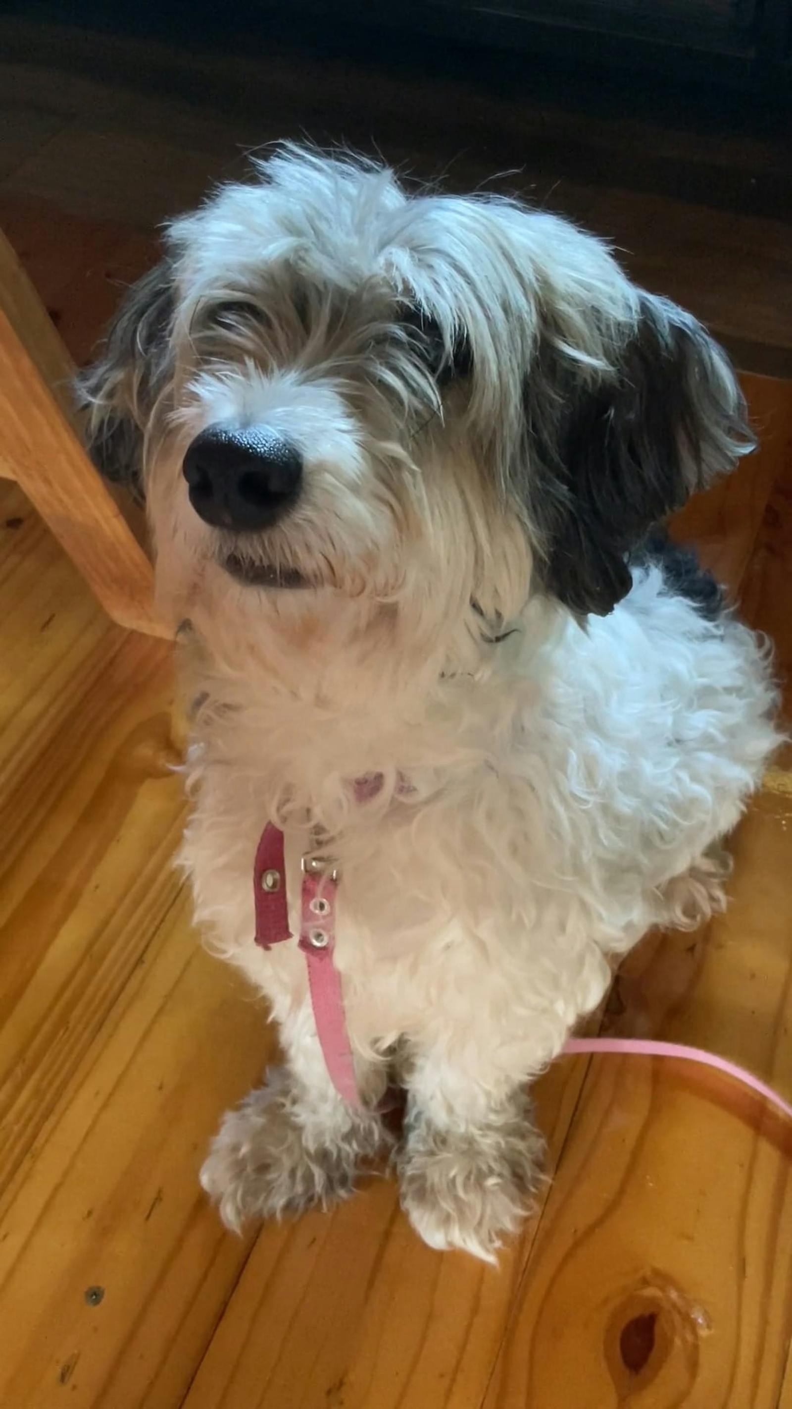 Perros Videos, Download The BEST Free 4k Stock Video Footage & Perros ...