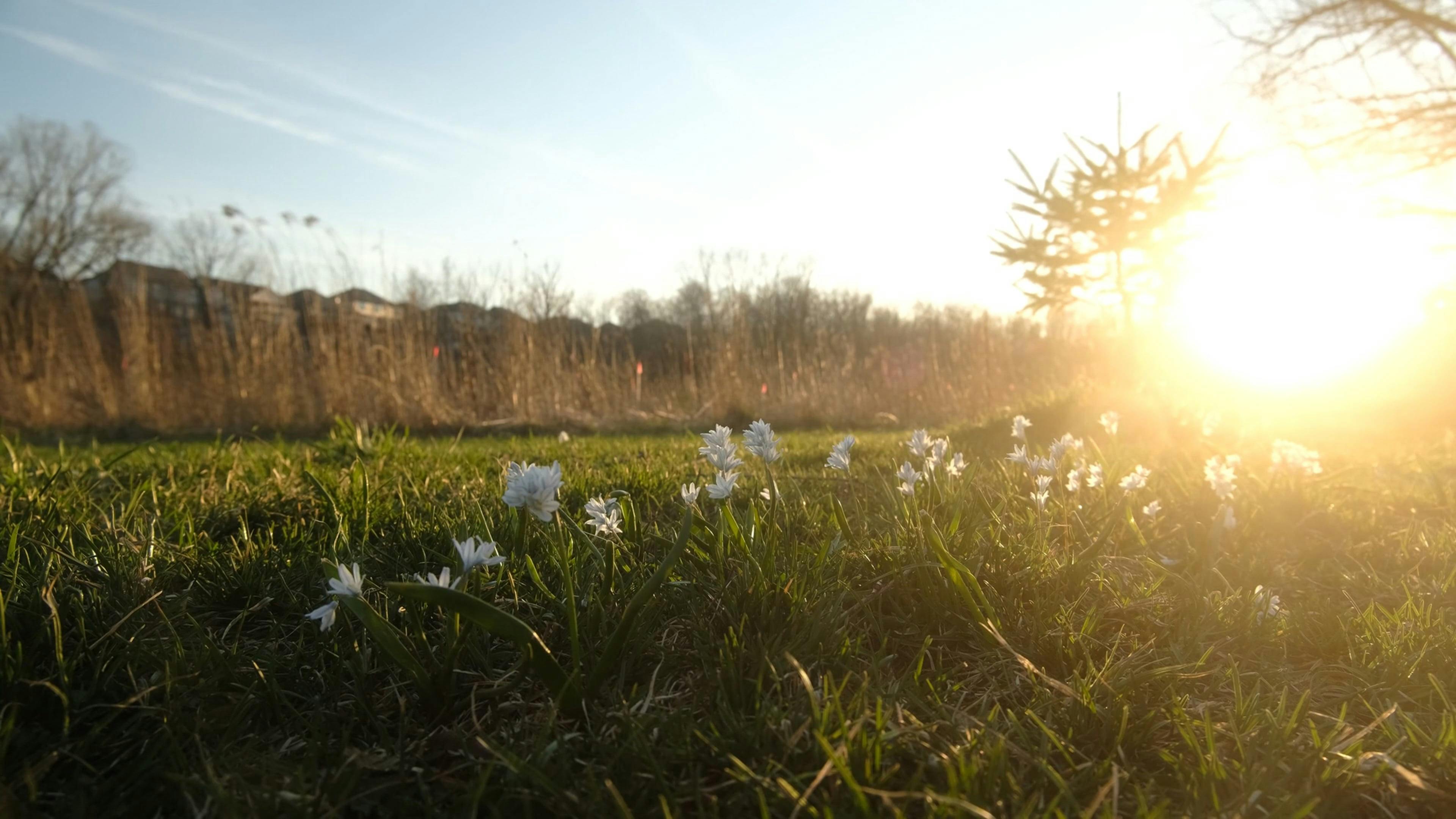 Spring Flowers in Golden Grass Field at Sunset Free Stock Video Footage ...