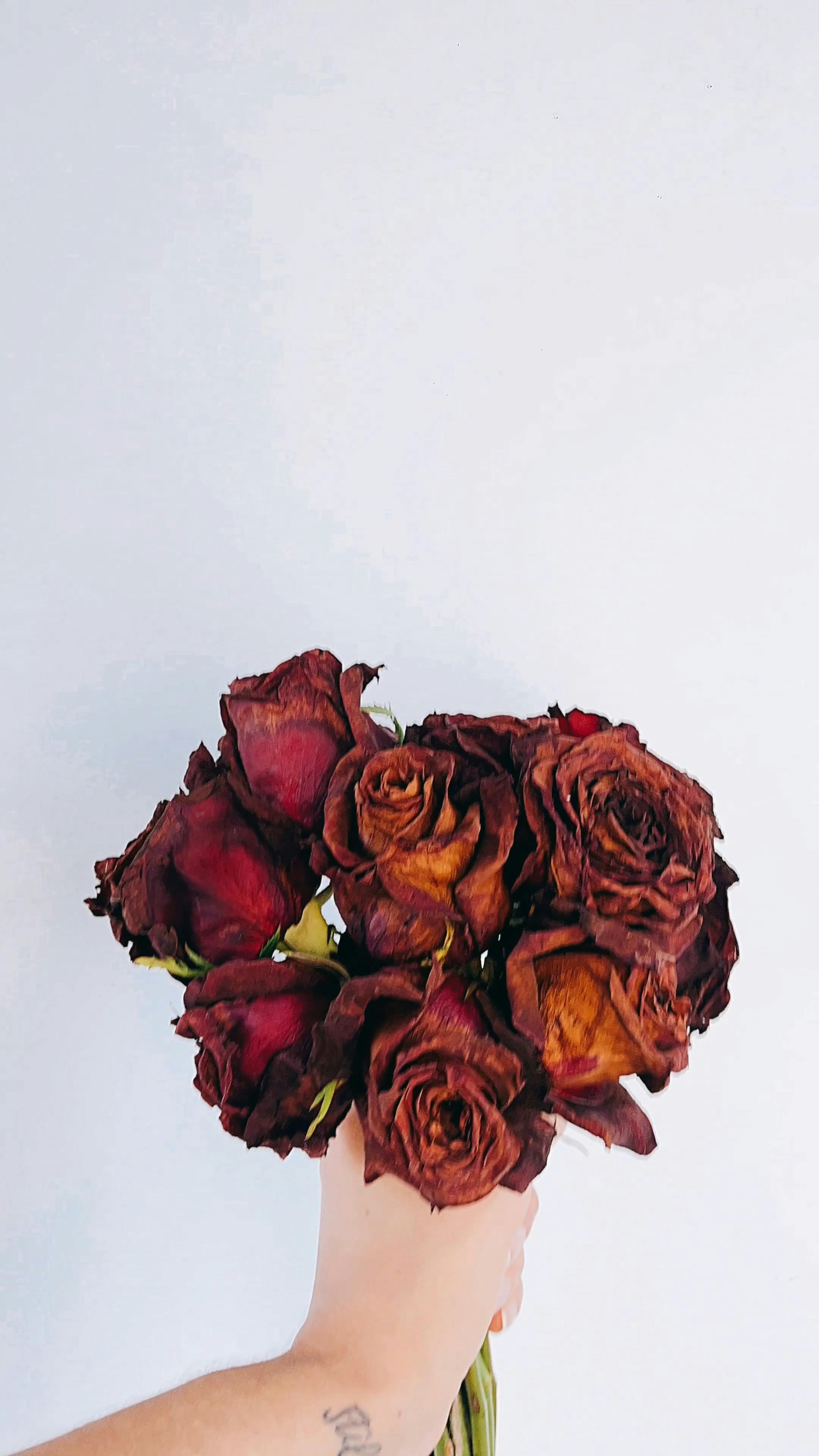 Wilting Roses Videos, Download The BEST Free 4k Stock Video Footage ...