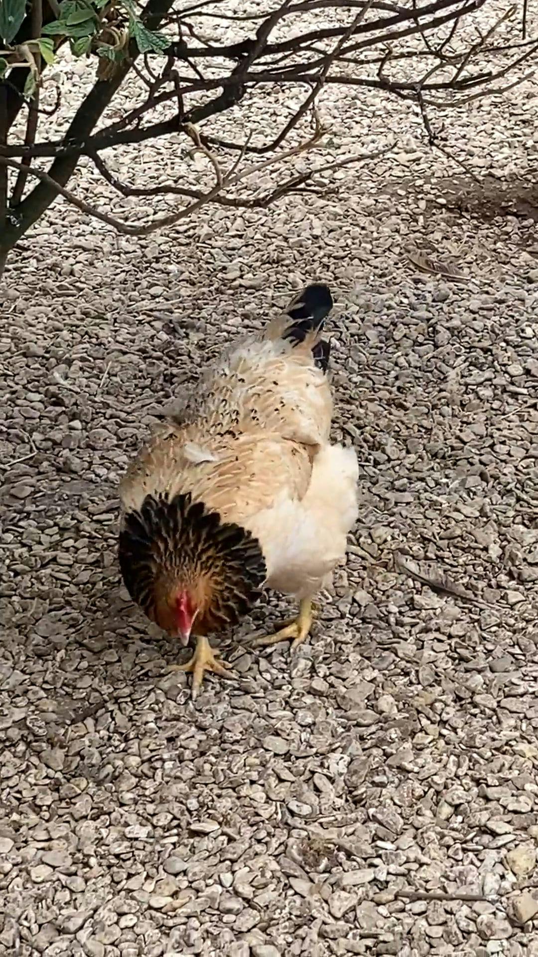 Dancing Chicken Videos, Download The BEST Free 4k Stock Video Footage ...