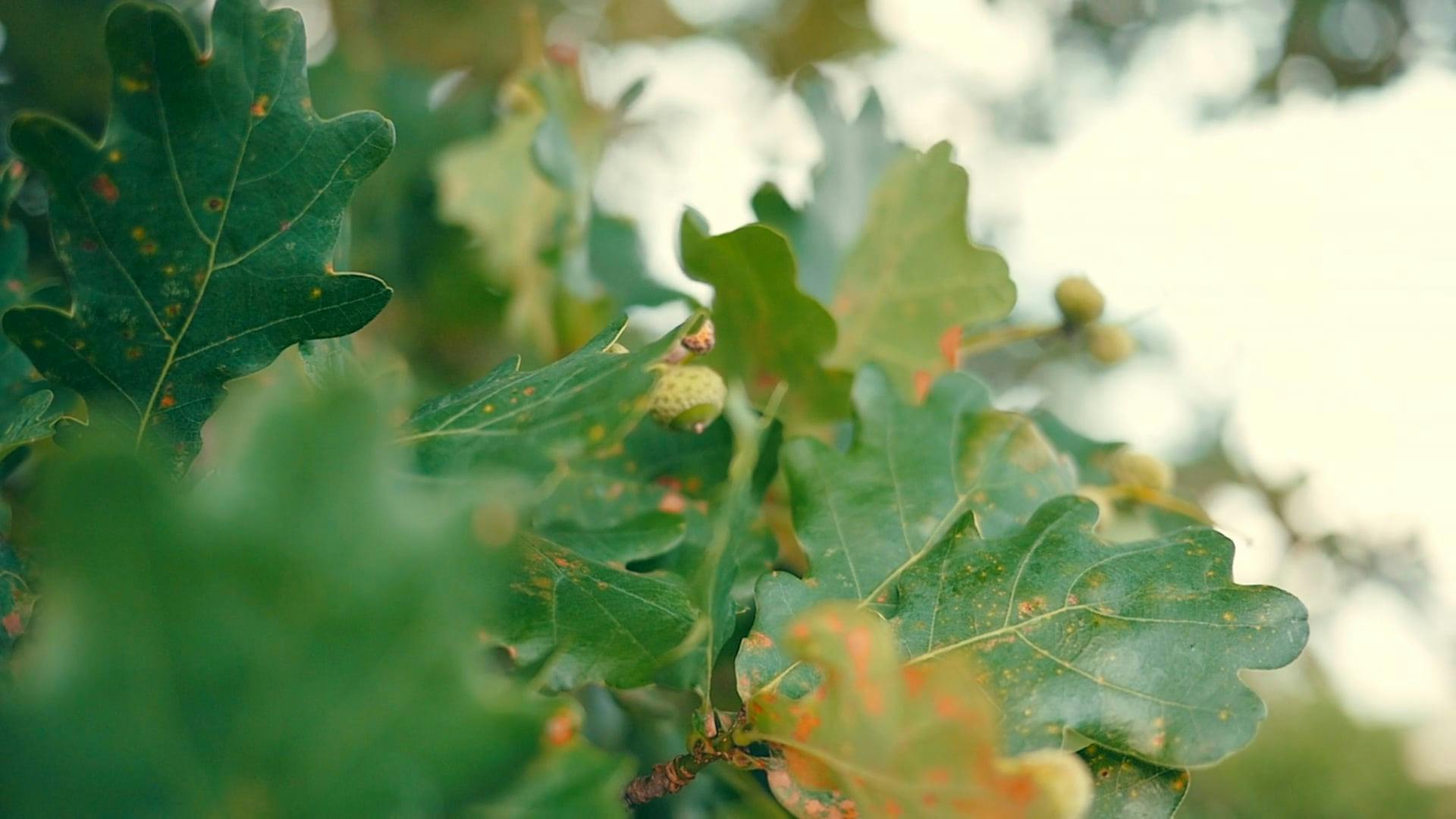 Trippy Tree Videos, Download The BEST Free 4k Stock Video Footage ...