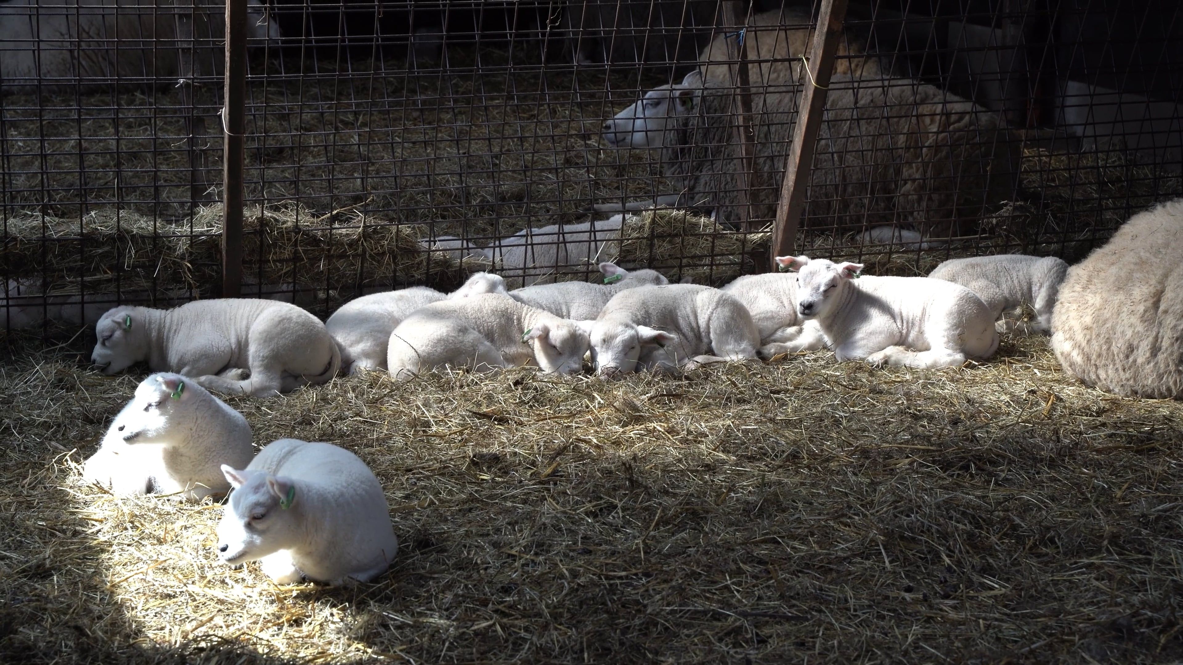 group of sleeping lambs 4K Free Stock Video Footage, Royalty-Free 4K ...
