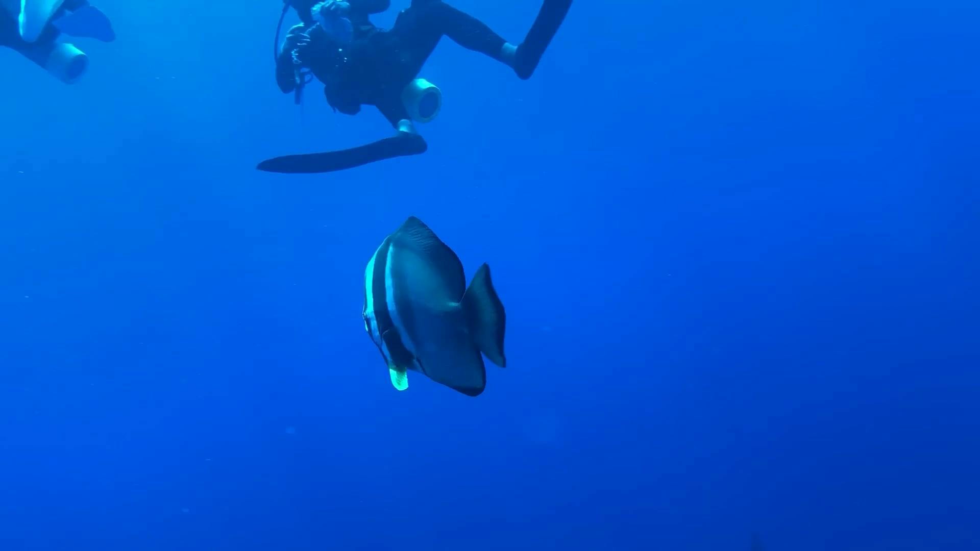 Underwater Footage of Divers Swimming with Tropical Fish Free Stock ...