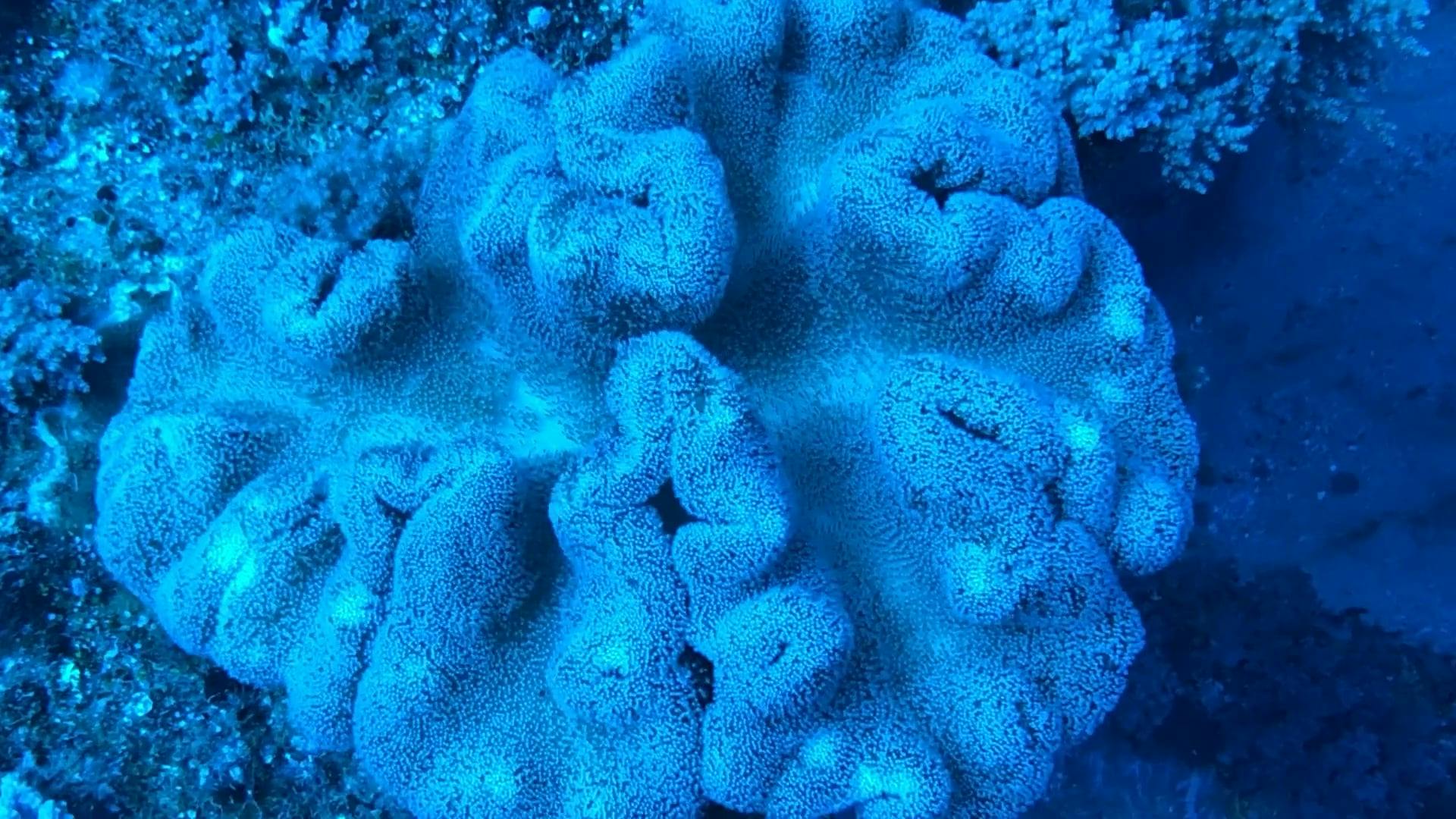 Close up View of Soft Coral at the Steel Reef in Green Island, Taiwan ...