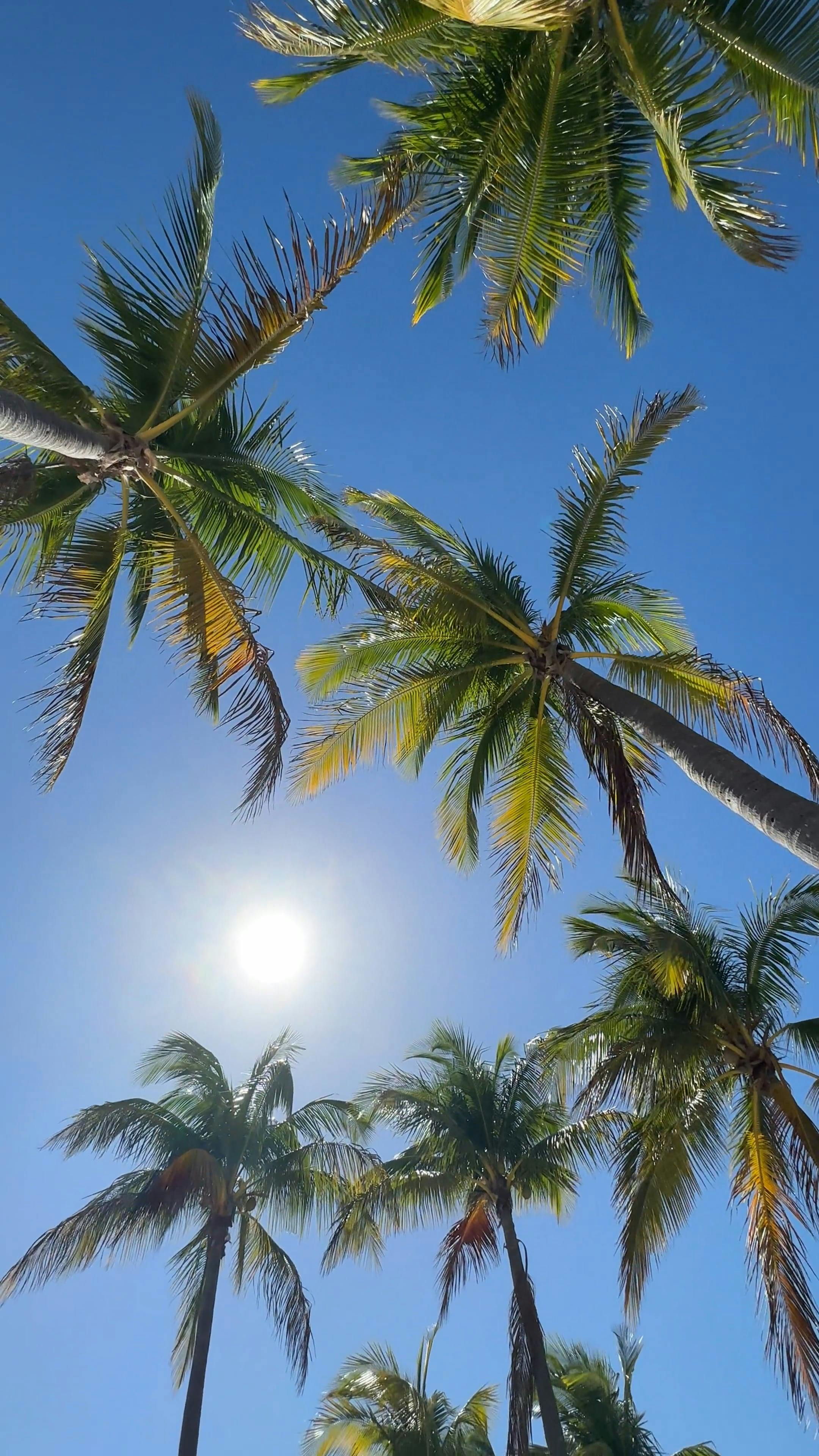 Palm trees are shown in the sun Free Stock Video Footage, Royalty-Free ...