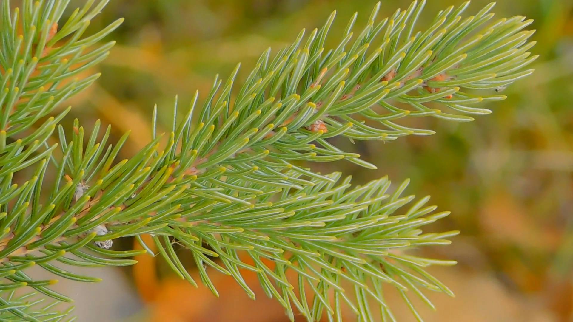 Close-up Shot Of A Pine Tree · Free Stock Video