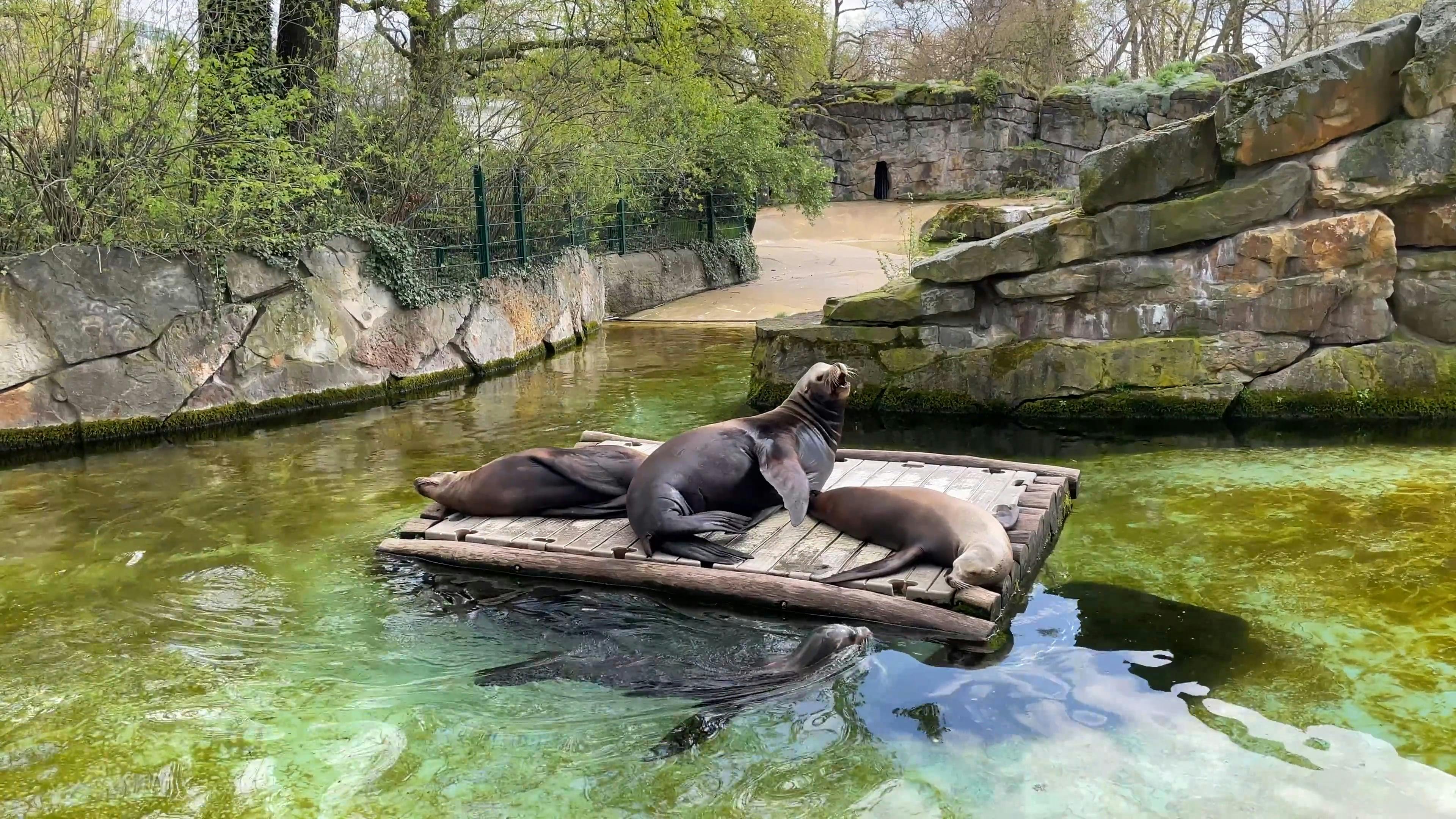 Sea lions are resting on a raft in the water Free Stock Video Footage ...