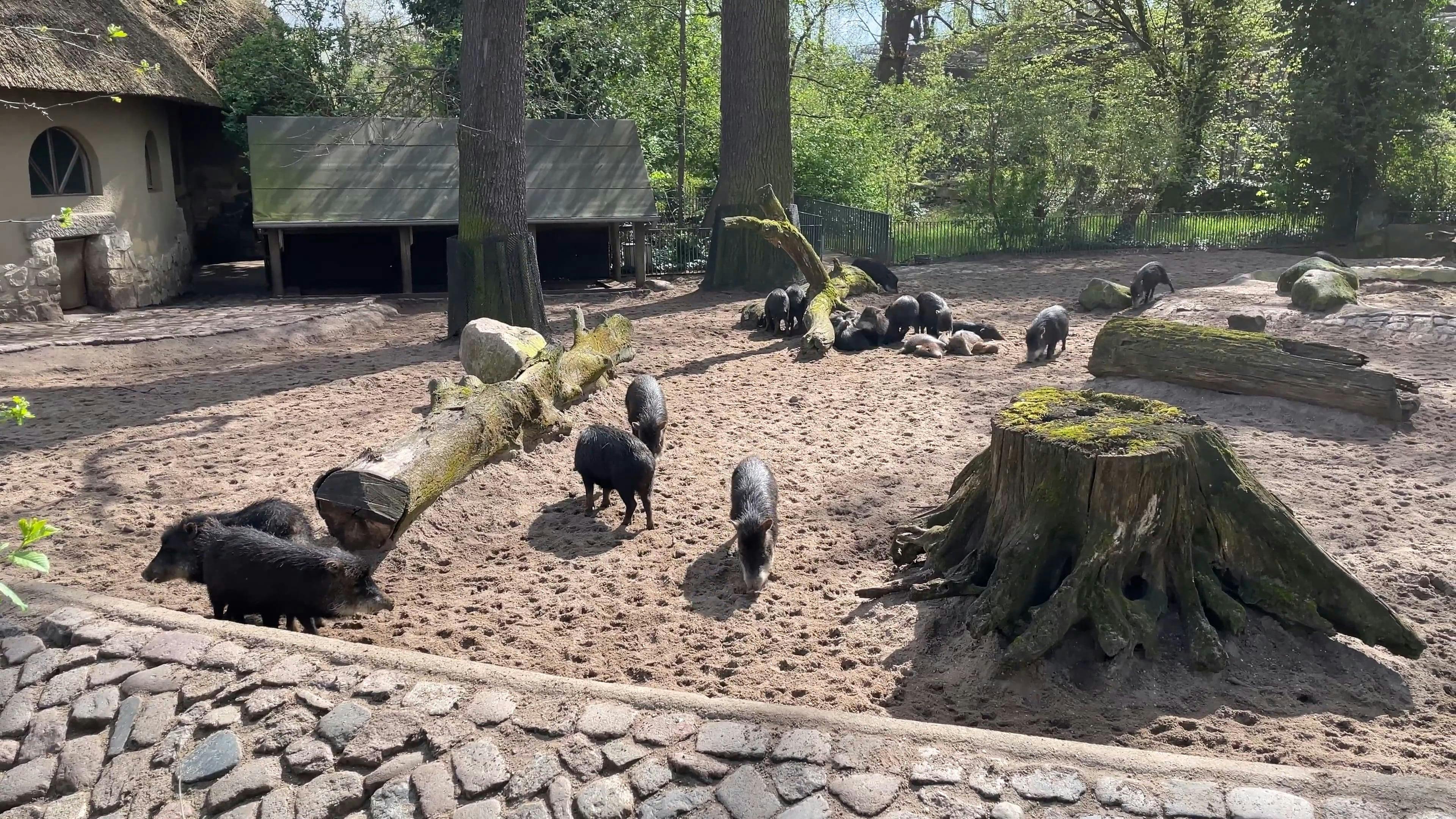 A group of pigs in a zoo with trees and logs Free Stock Video Footage ...