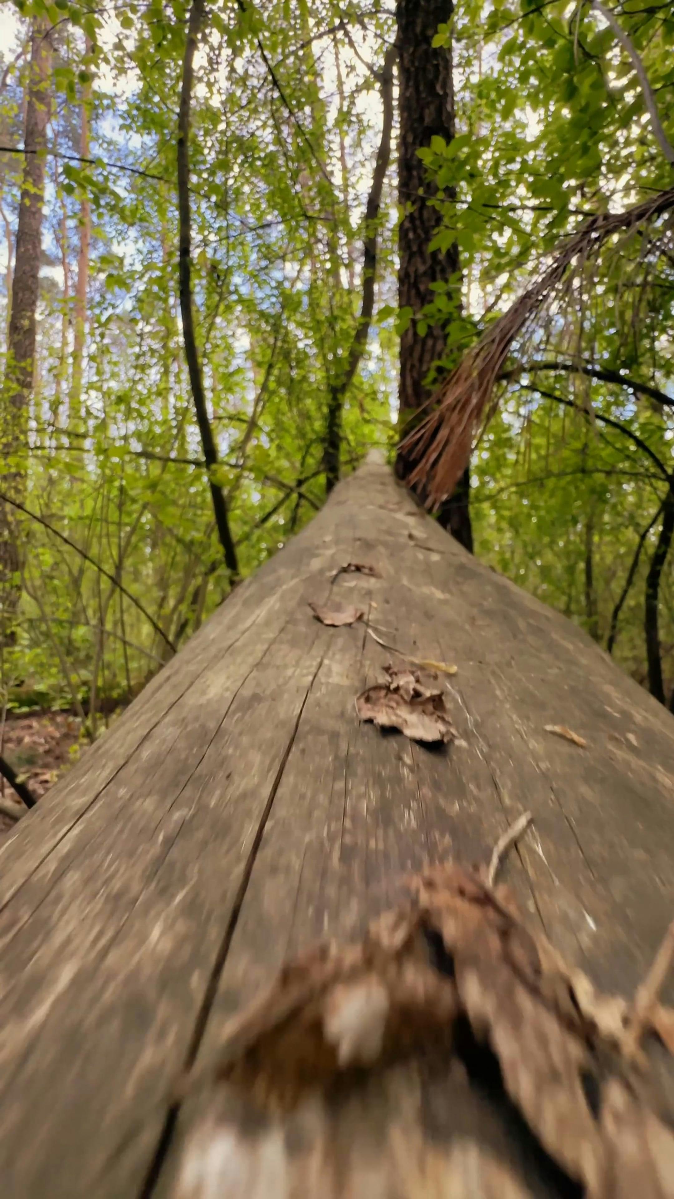 Forest Wallpaper Live Videos, Download The BEST Free 4k Stock Video ...