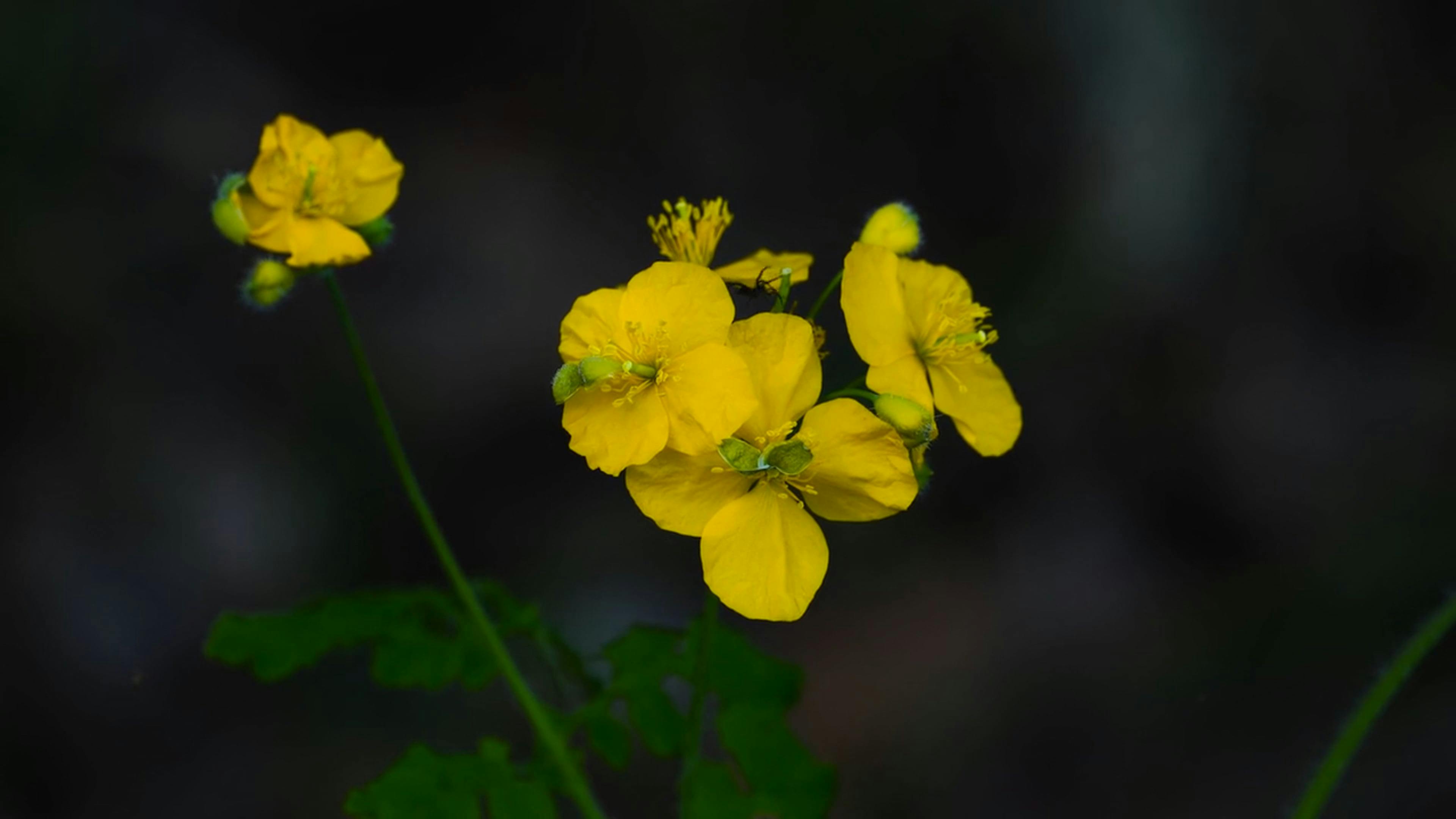 Video stok gratis tentang alam, alami, benang sari, berbunga, berfokus ...