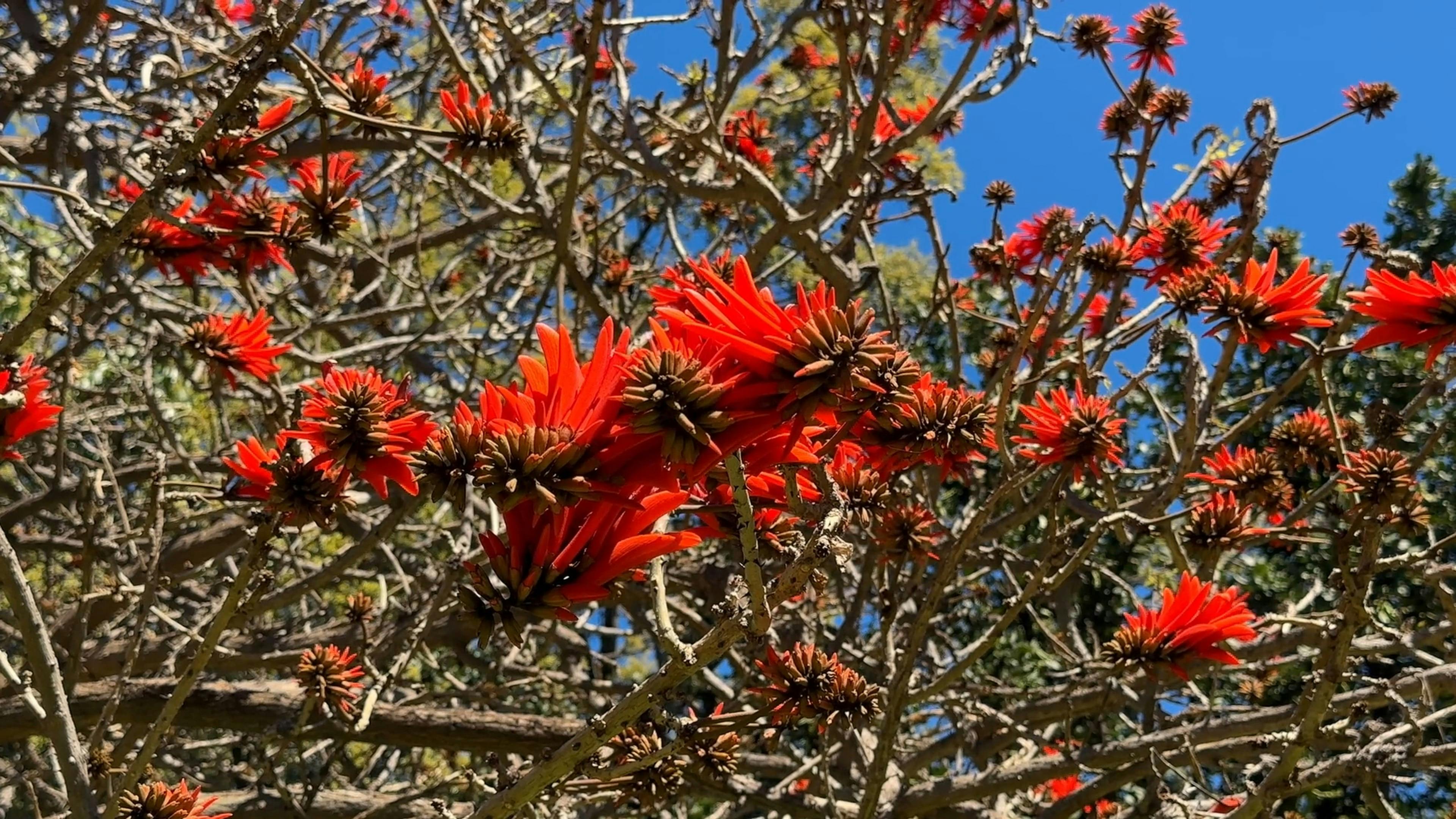 Git Branches Videos, Download The BEST Free 4k Stock Video Footage ...