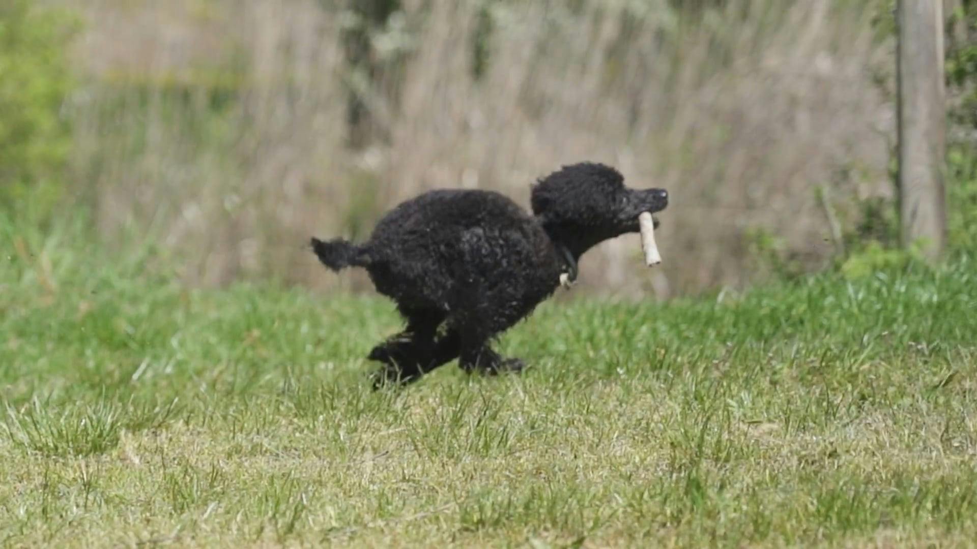 Stick Chasing Videos, Download The BEST Free 4k Stock Video Footage ...