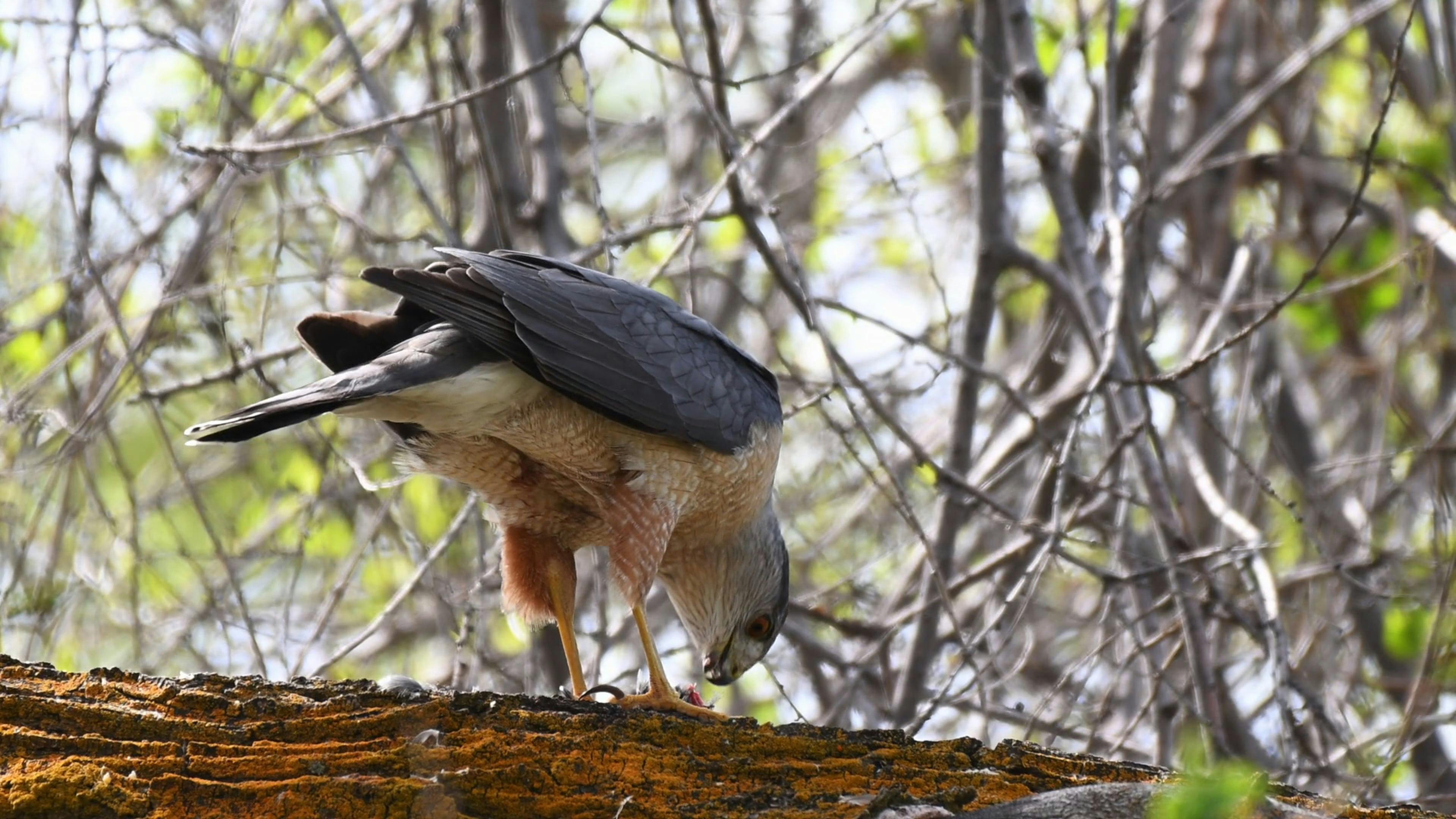 Vídeos de stock gratuitos sobre al aire libre, árbol, ave de rapiña ...