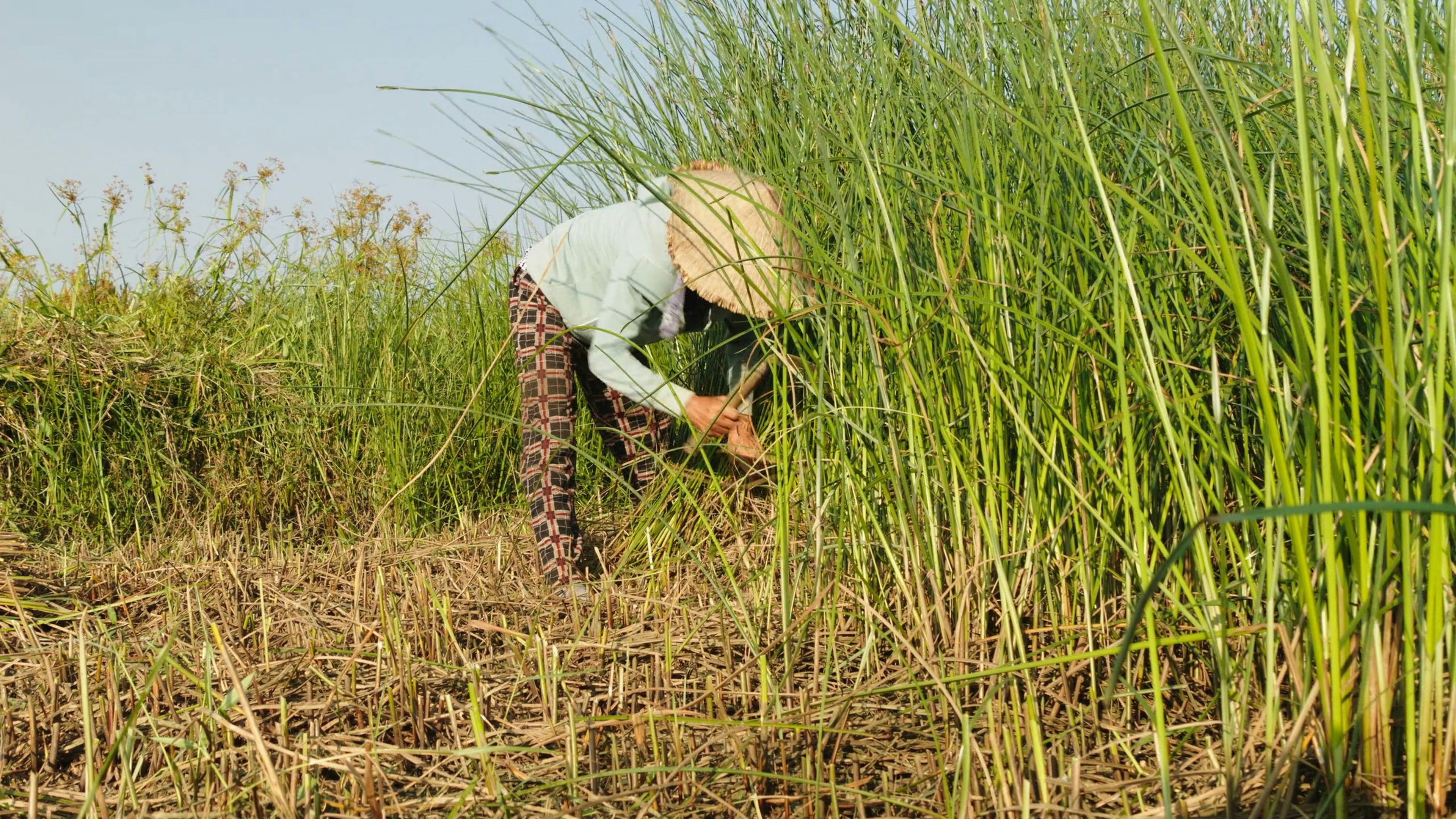 A woman is picking up some grass in a field Free Stock Video Footage ...