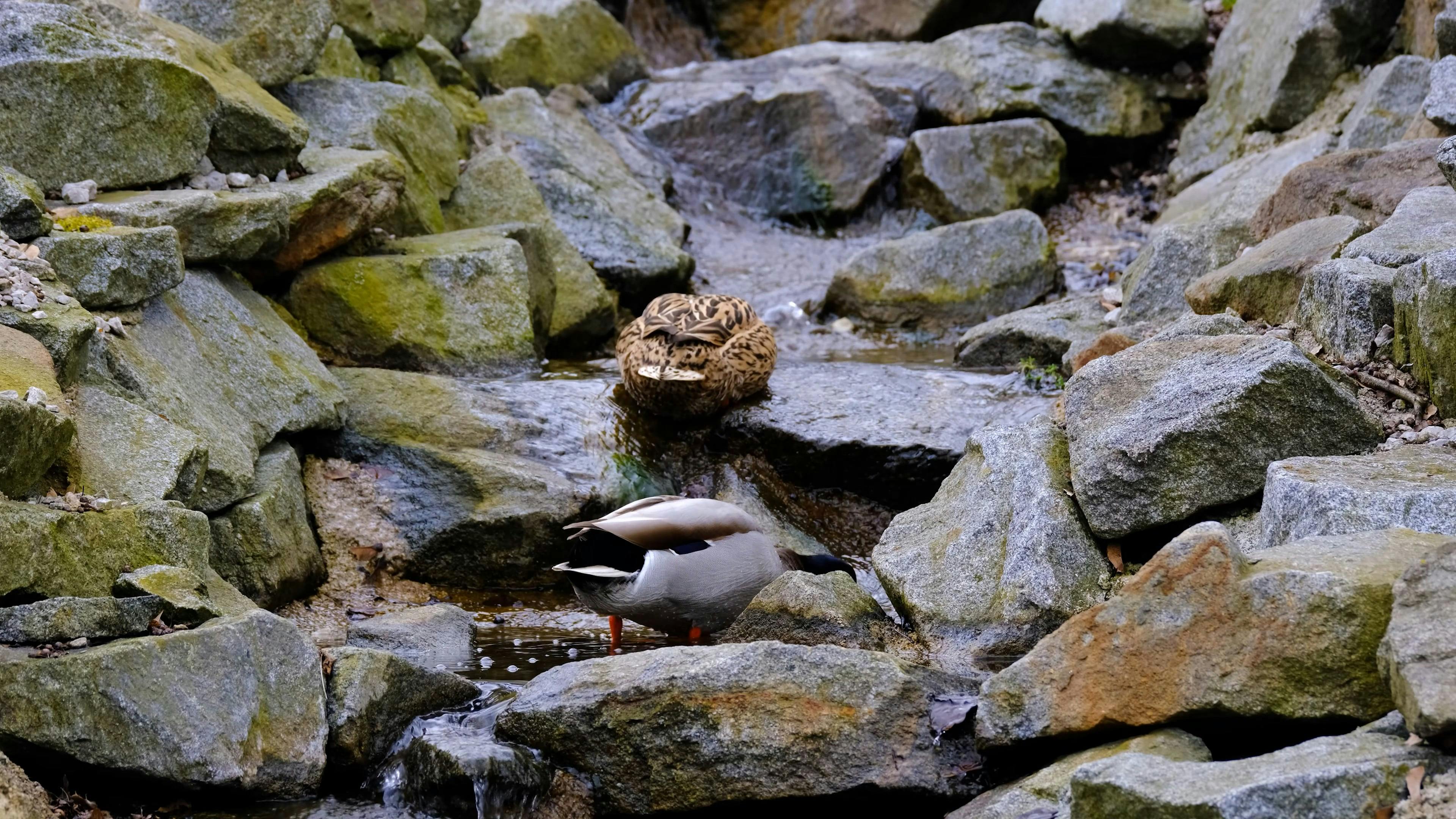 A Couple of Mallard Ducks Standing on Mossy Rocks Free Stock Video ...