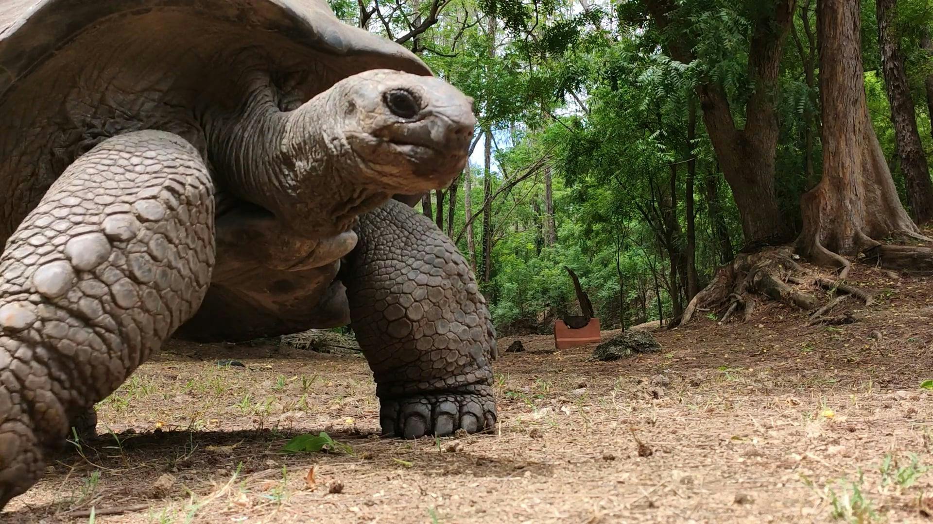 A Big Tortoise Pushing A Smaller One While Crawling On A Grass Land ...