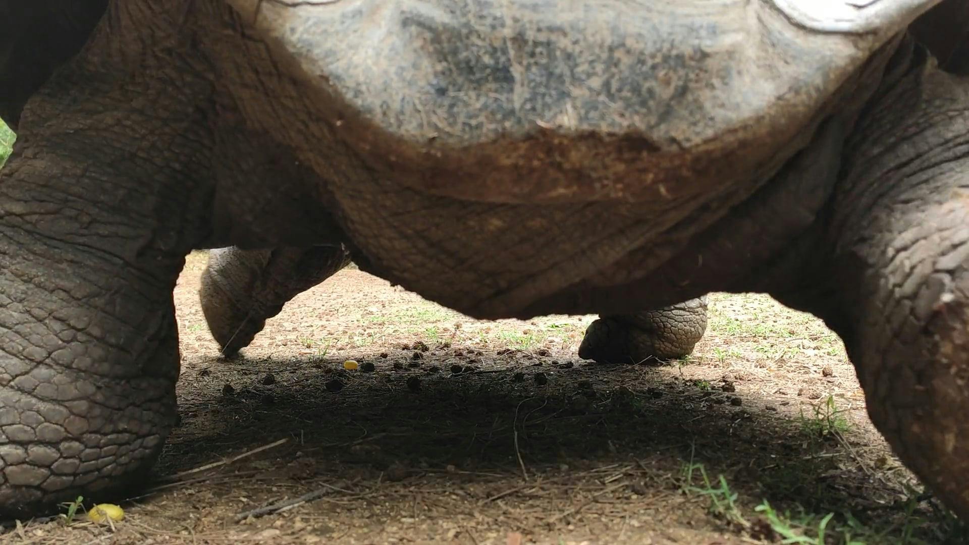 Back View of a Giant Tortoise Walking in a Forest Free Stock Video ...