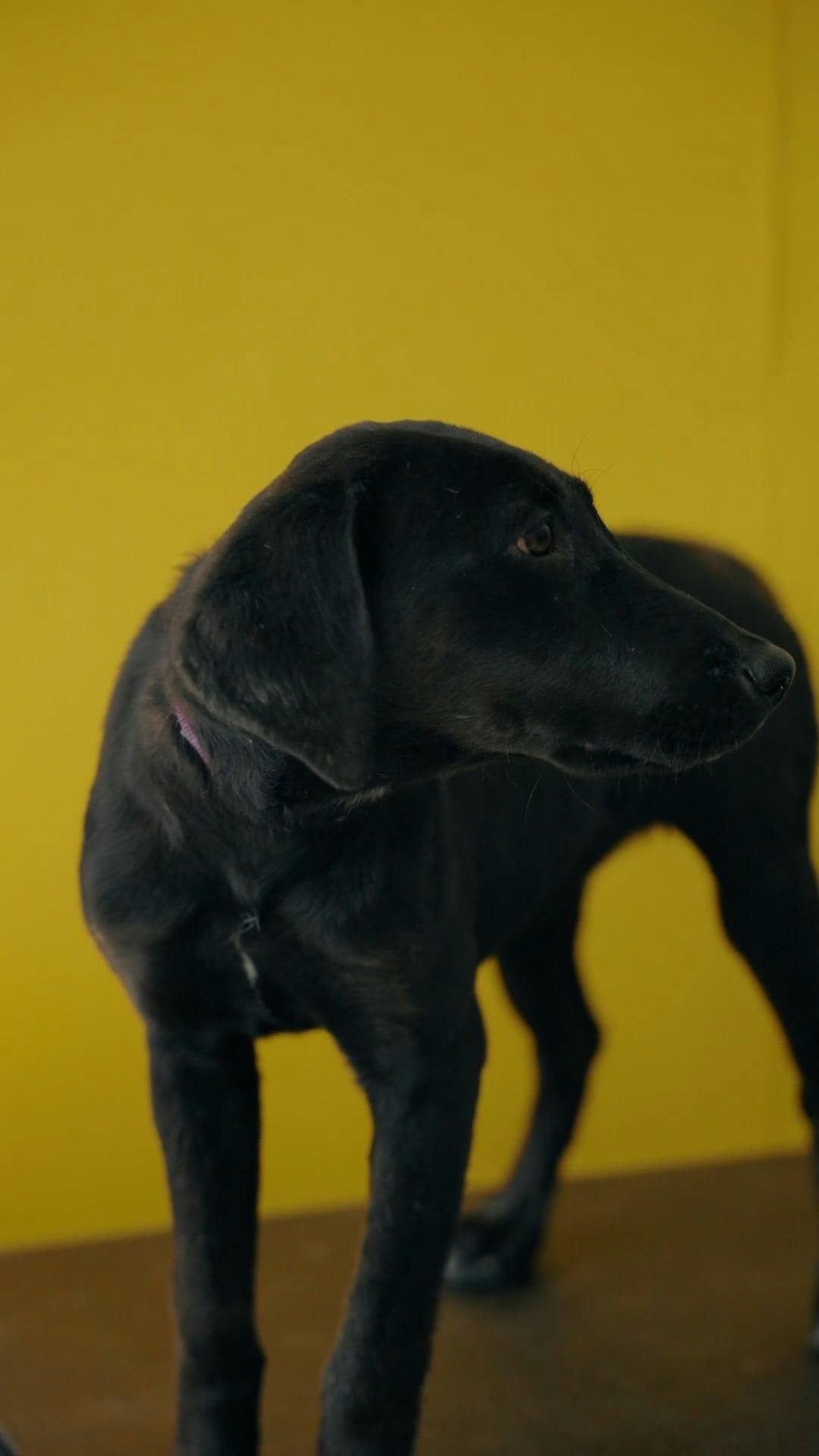 Lab Pup Videos, Download The BEST Free 4k Stock Video Footage & Lab Pup ...