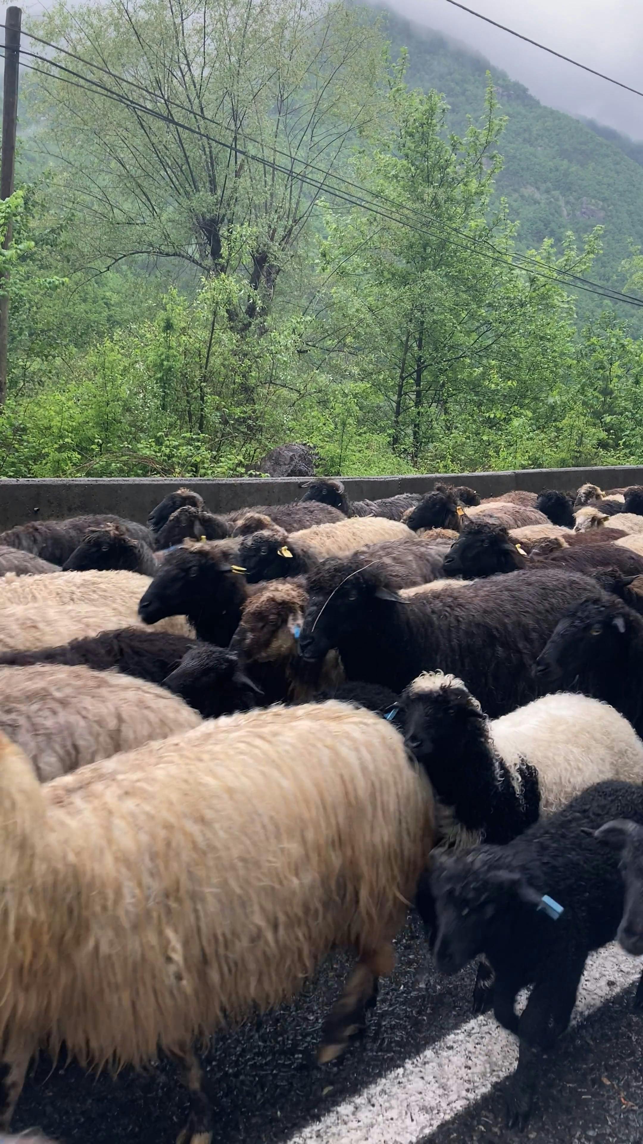 A Shepherd Walking with his Flock of Sheep Free Stock Video Footage ...