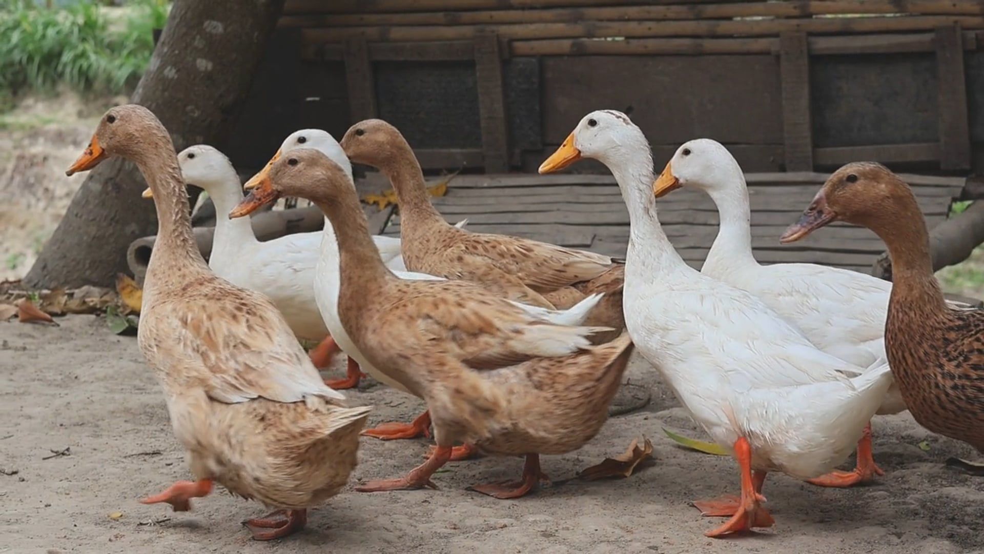 Ducks are walking together Free Stock Video Footage, Royalty-Free 4K ...