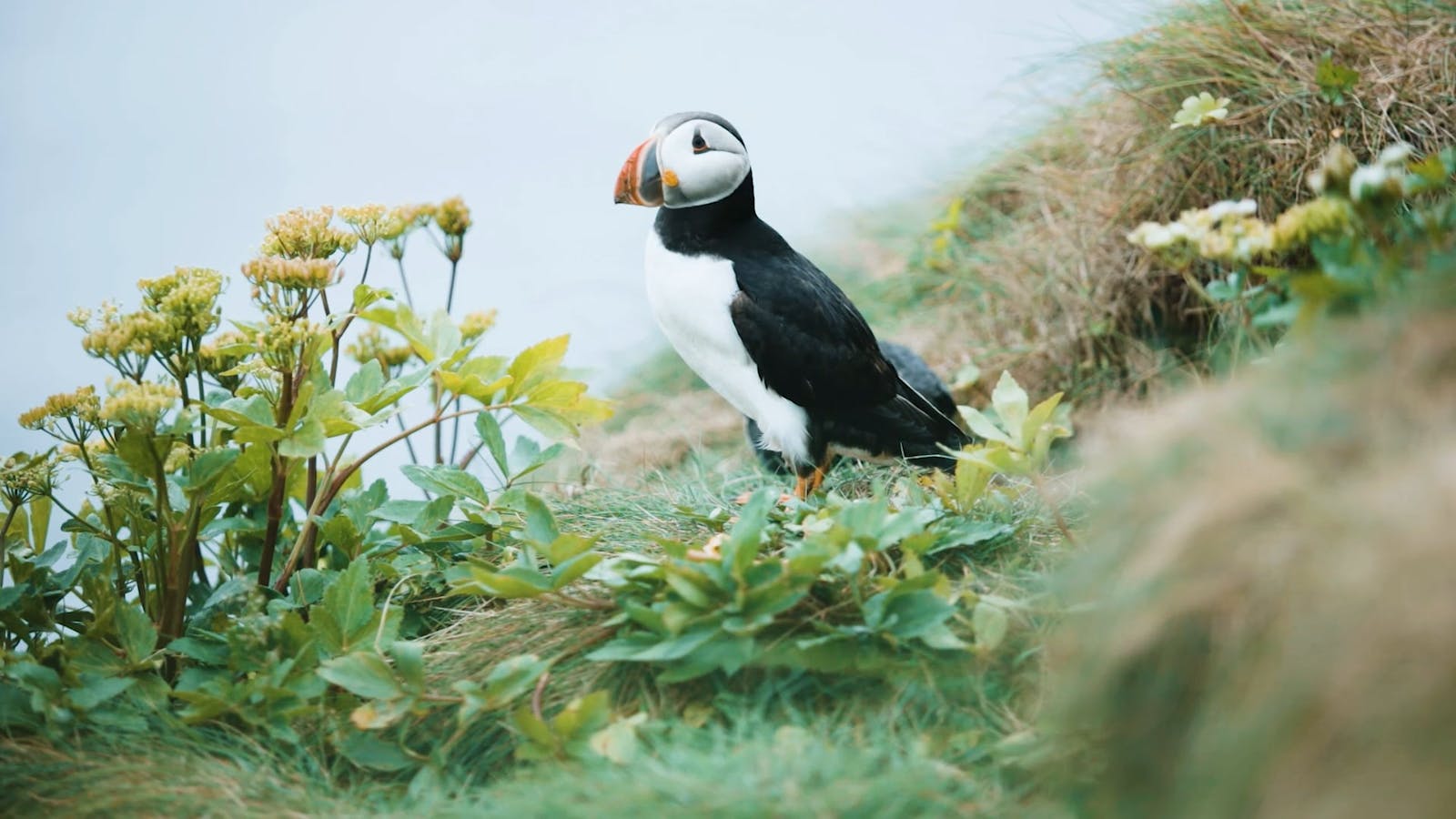 Puffin Videos, Download The BEST Free 4k Stock Video Footage & Puffin ...