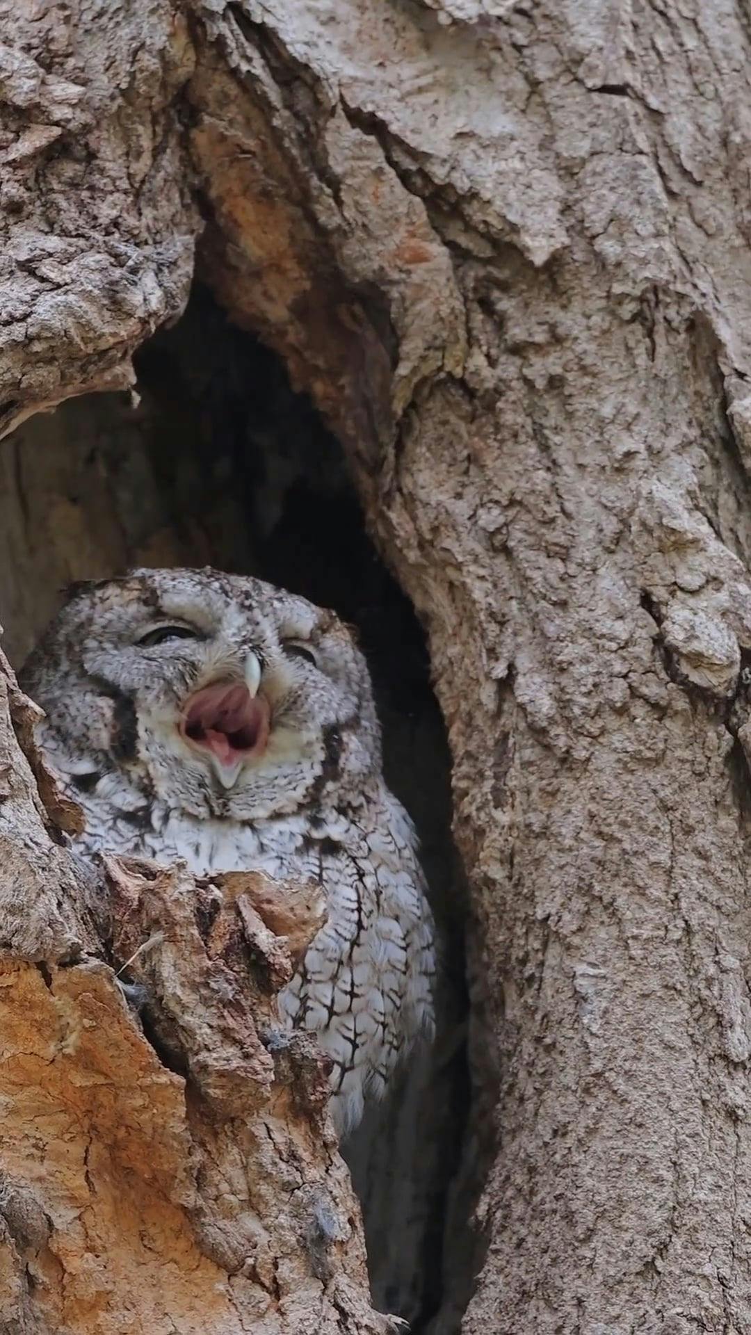 Vídeos de stock gratuitos sobre adaptación animal, al aire libre ...