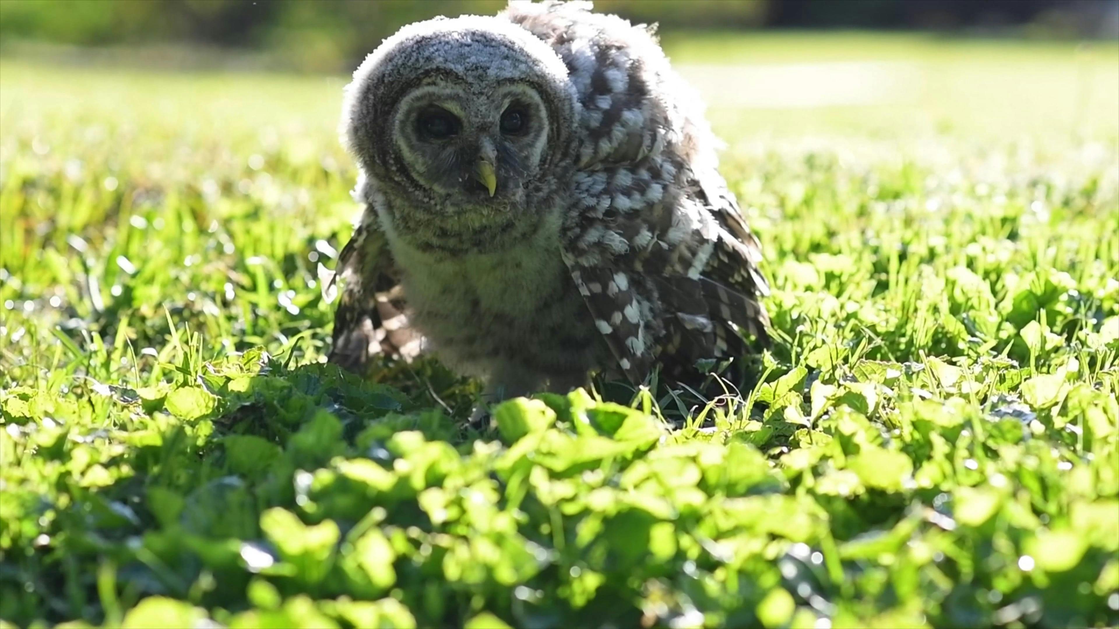 Close Up Video of an Owl Free Stock Video Footage, Royalty-Free 4K & HD ...