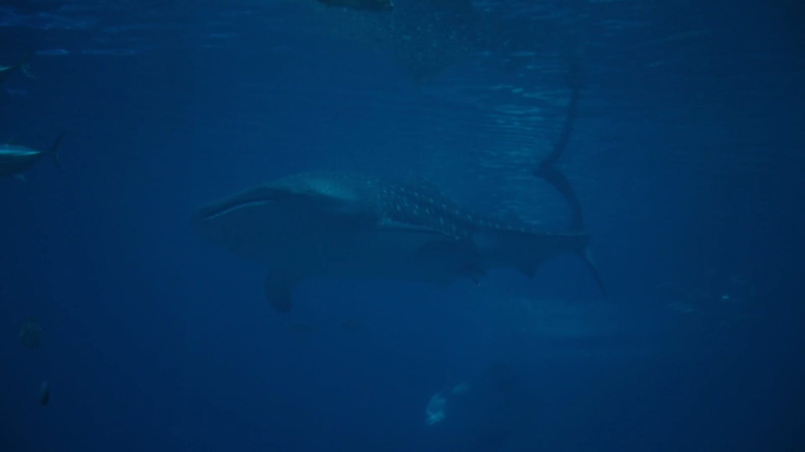 Whale Videos, Download The BEST Free 4k Stock Video Footage & Whale HD ...