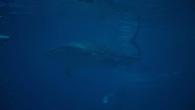 51+ Best Free Whale 4K Stock Video Footage & Royalty-Free HD Video Clips